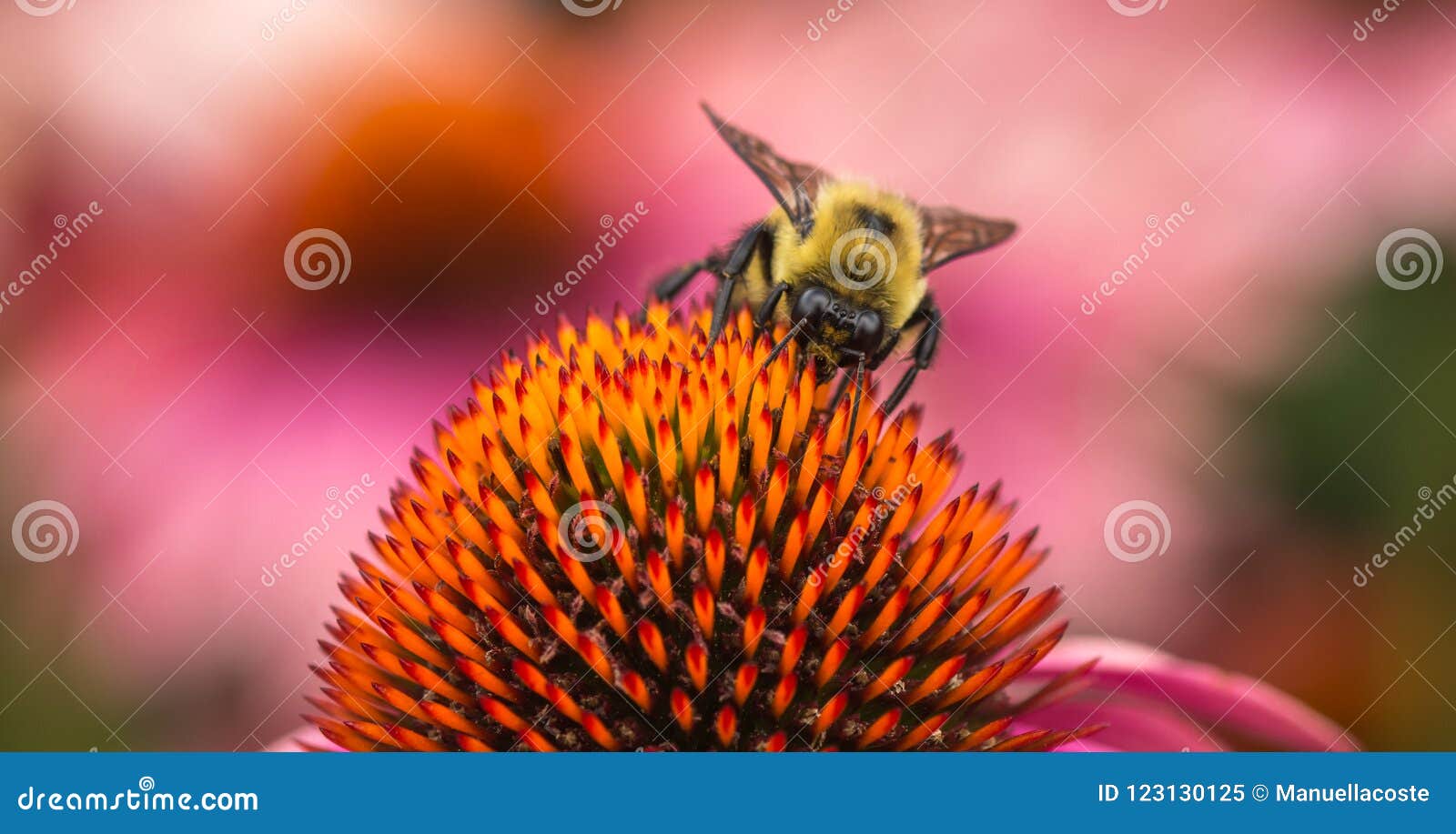 Bee Working Hard To Get the Objective Stock Image - Image of hard ...