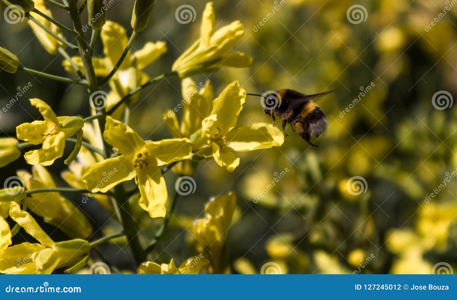 Bee Working Hard To Spend the Winter Stock Photo - Image of galicia ...