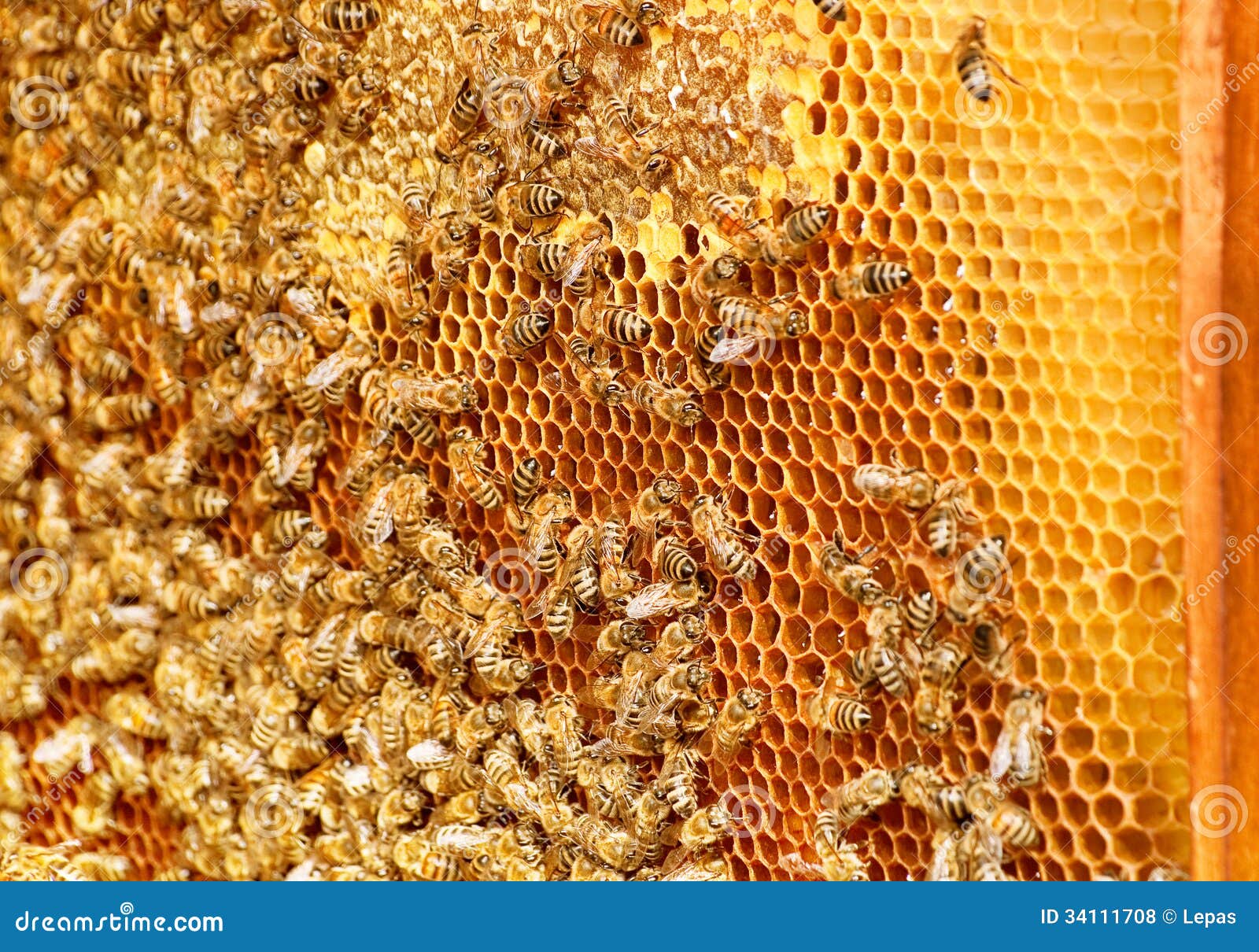 Bee working stock photo. Image of natural, insects, honey - 34111708