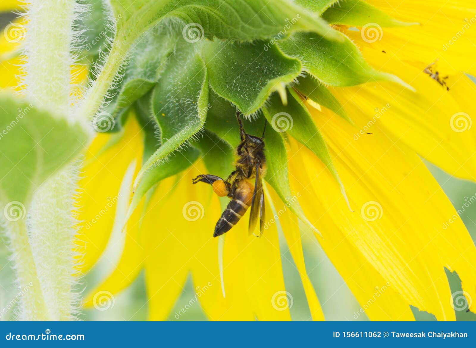 Sunflower During Insect Pollination Stock Photography | CartoonDealer ...