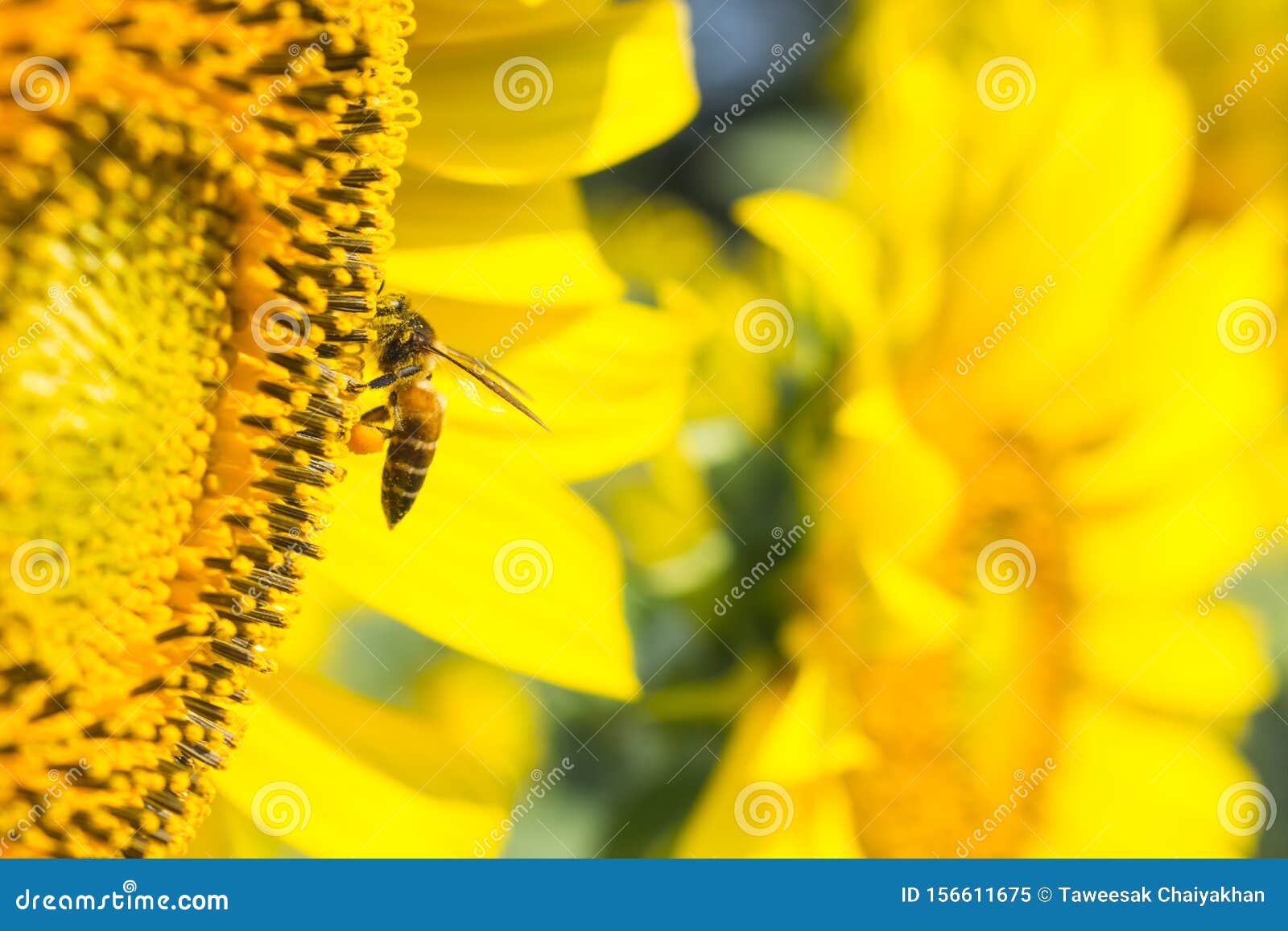Sunflower During Insect Pollination Stock Photography | CartoonDealer ...