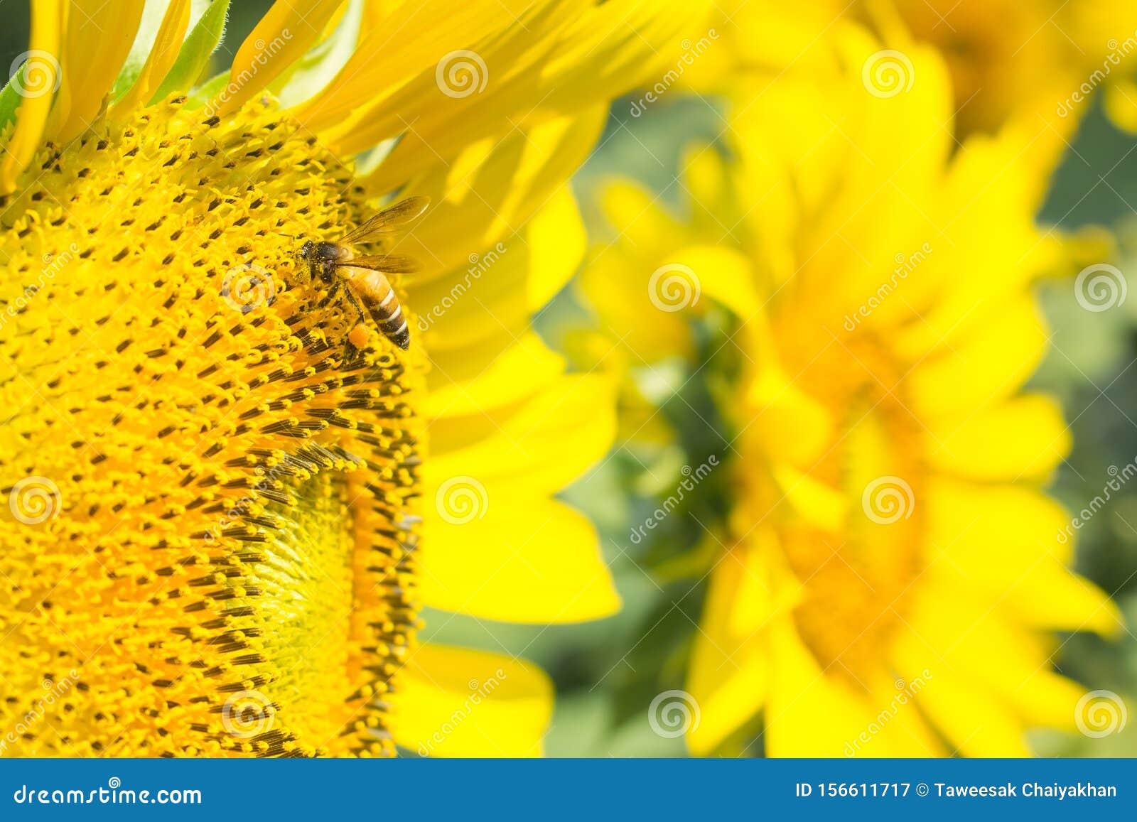 Sunflower During Insect Pollination Stock Photography | CartoonDealer ...