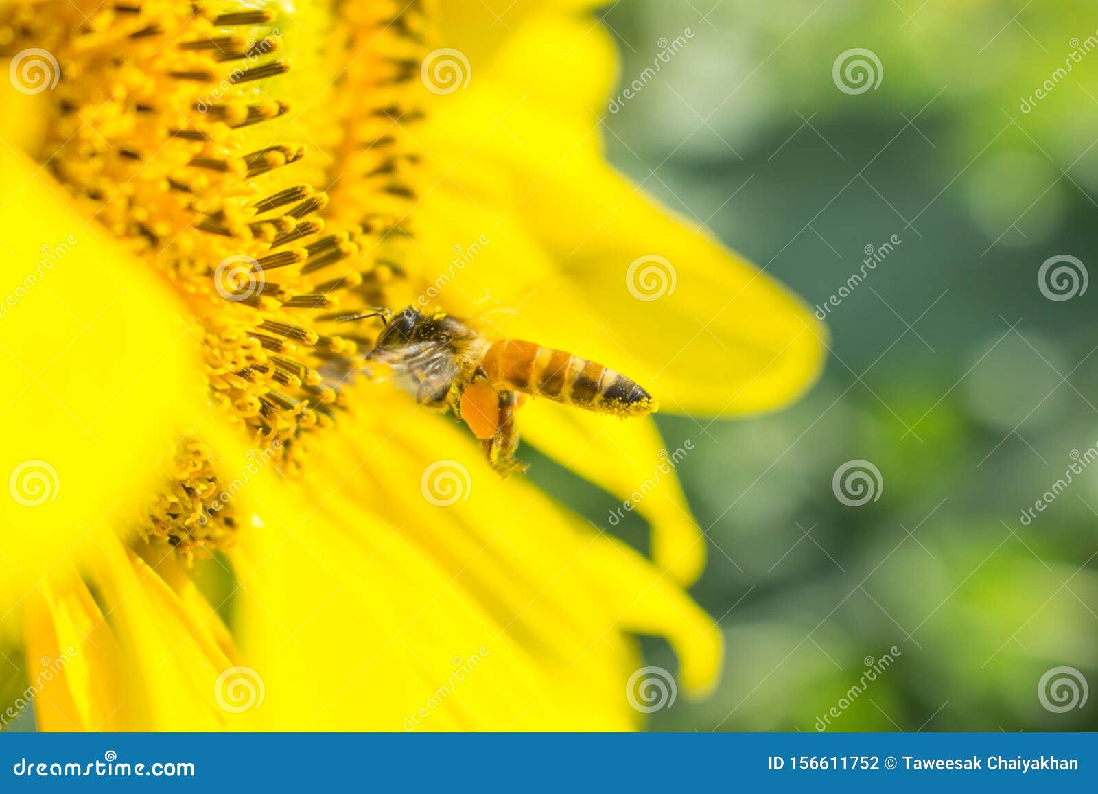 Sunflower During Insect Pollination Stock Photography | CartoonDealer ...