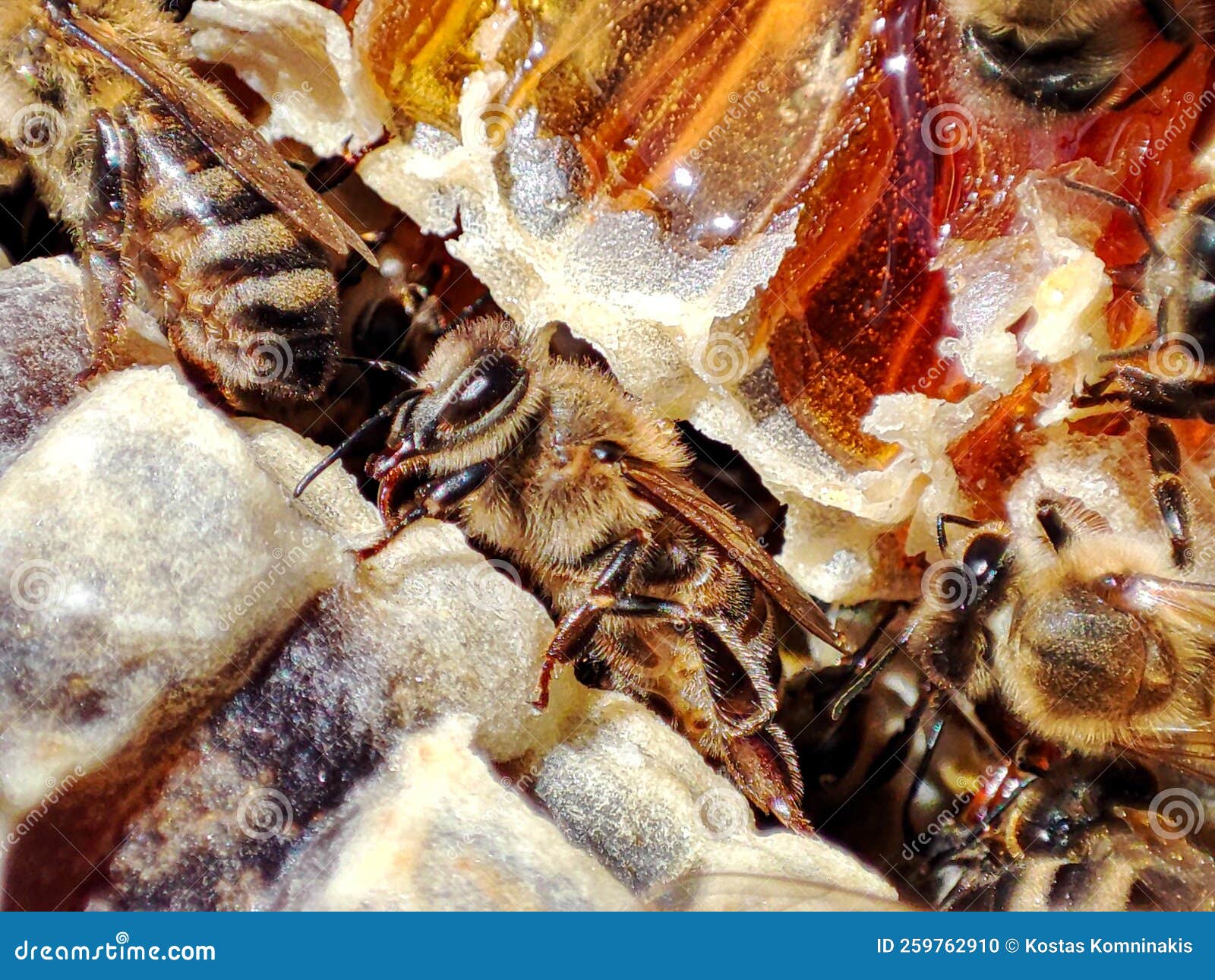 Bee between y combs stock photo. Image of dish, invertebrate - 259762910