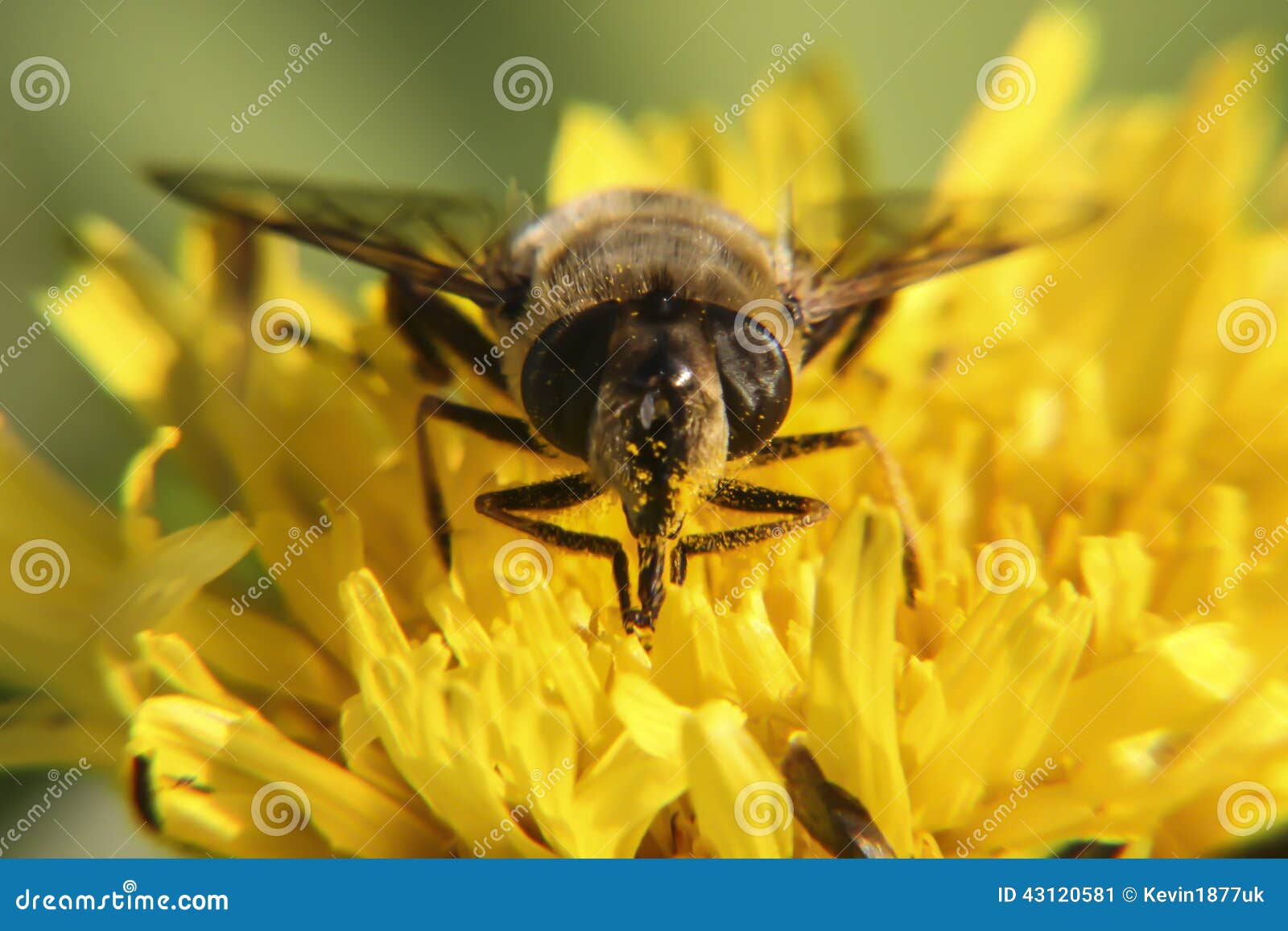 Bee yellow stock image. Image of macro, insect, pollen - 43120581