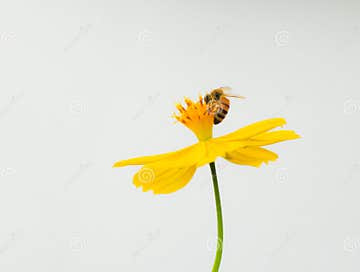 Bee on Yellow Cosmos Flower Stock Photo - Image of plant, swarm: 21395594