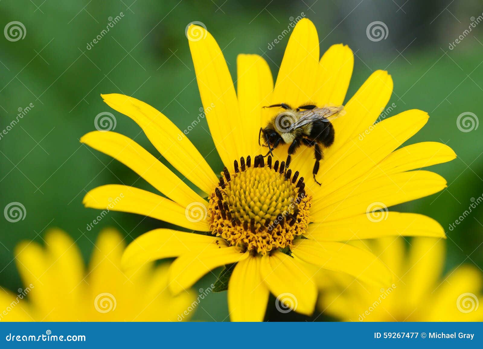 Bee on Yellow Daisy Shallow DOF Stock Image - Image of wasp, insect ...
