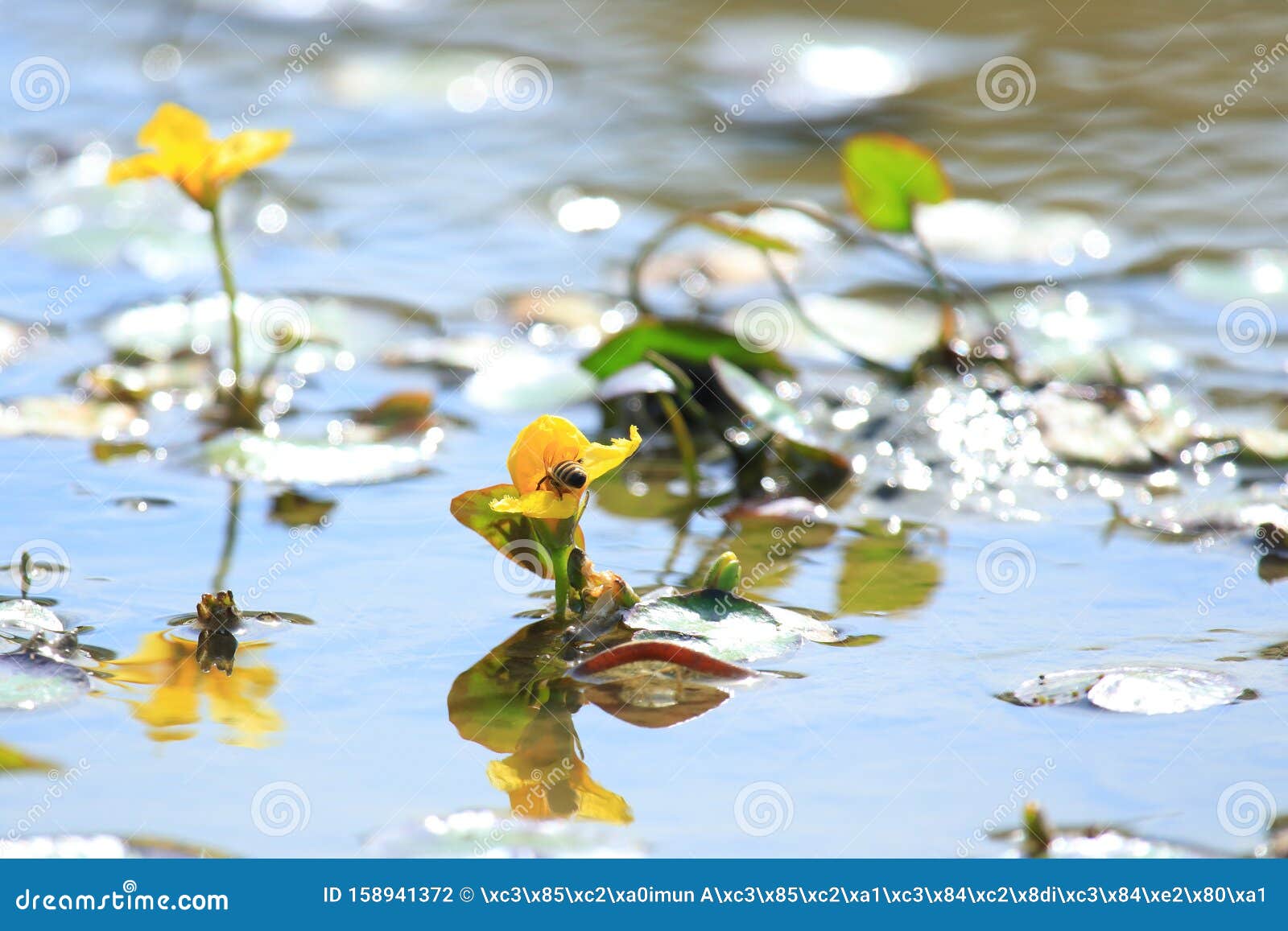 Bee on Yellow Floating Heart; Beautiful Marsh Flowers Stock Photo ...