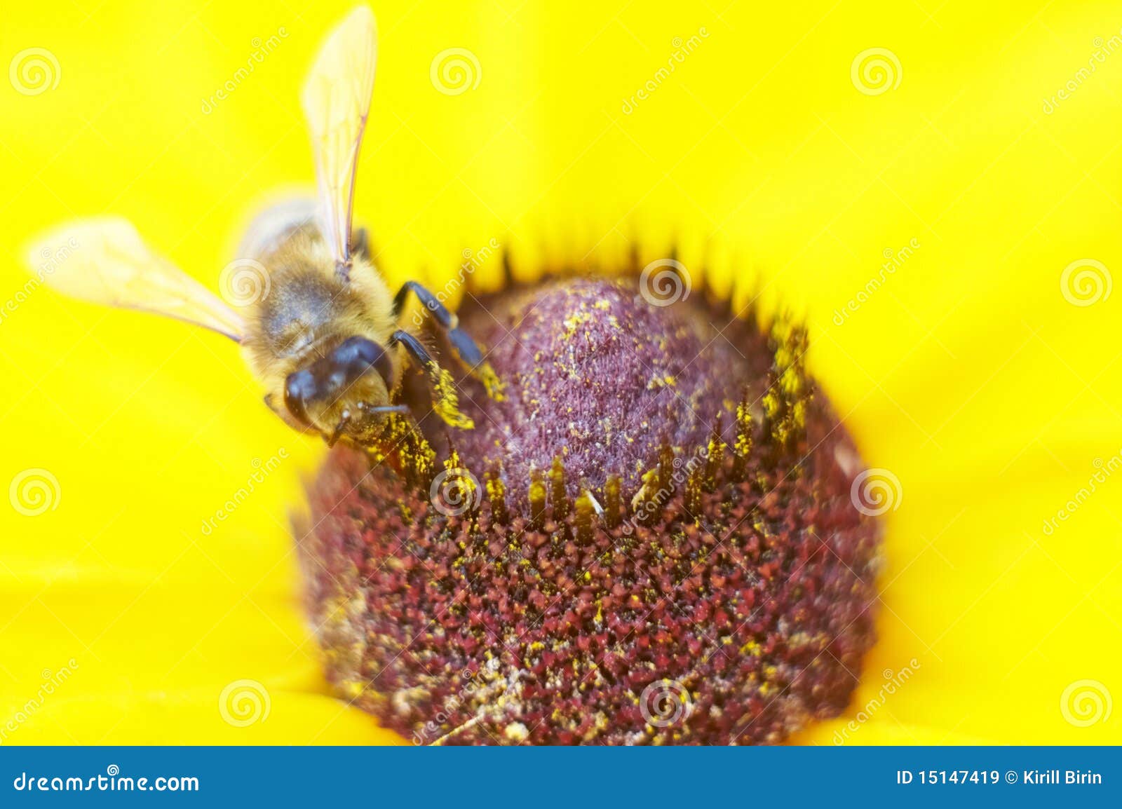 Bee on yellow flower stock image. Image of closeup, macro - 15147419
