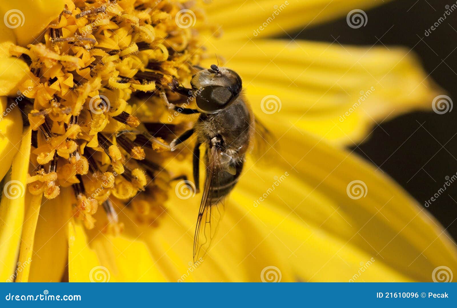 Bee on yellow flower stock photo. Image of detail, yellow - 21610096