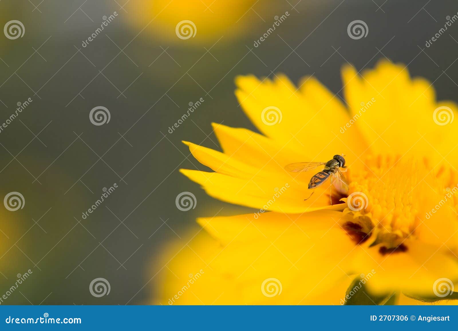 Bee on yellow flower stock photo. Image of detail, macro - 2707306