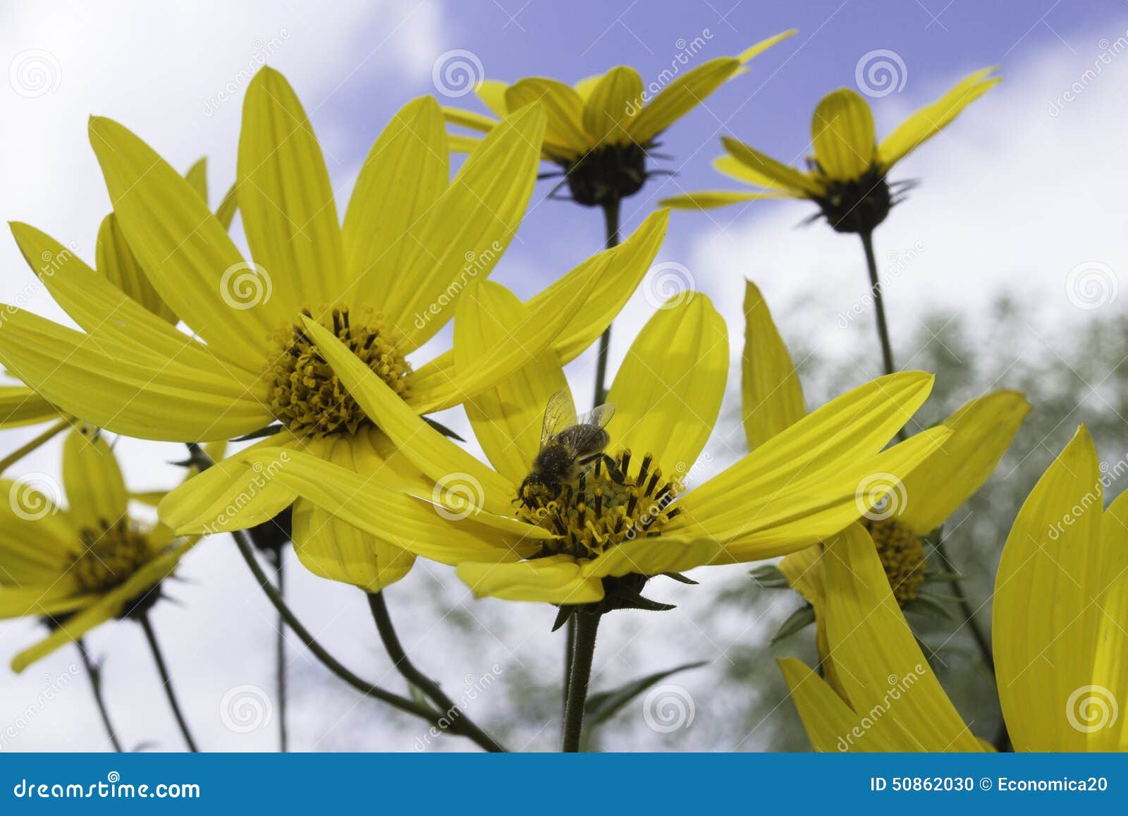 Bee on a yellow flower stock photo. Image of flowering - 50862030
