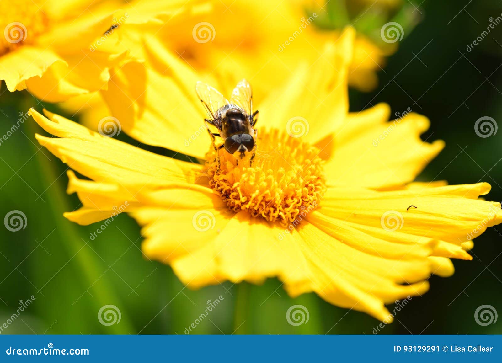 Bee on yellow flower stock image. Image of love, park - 93129291