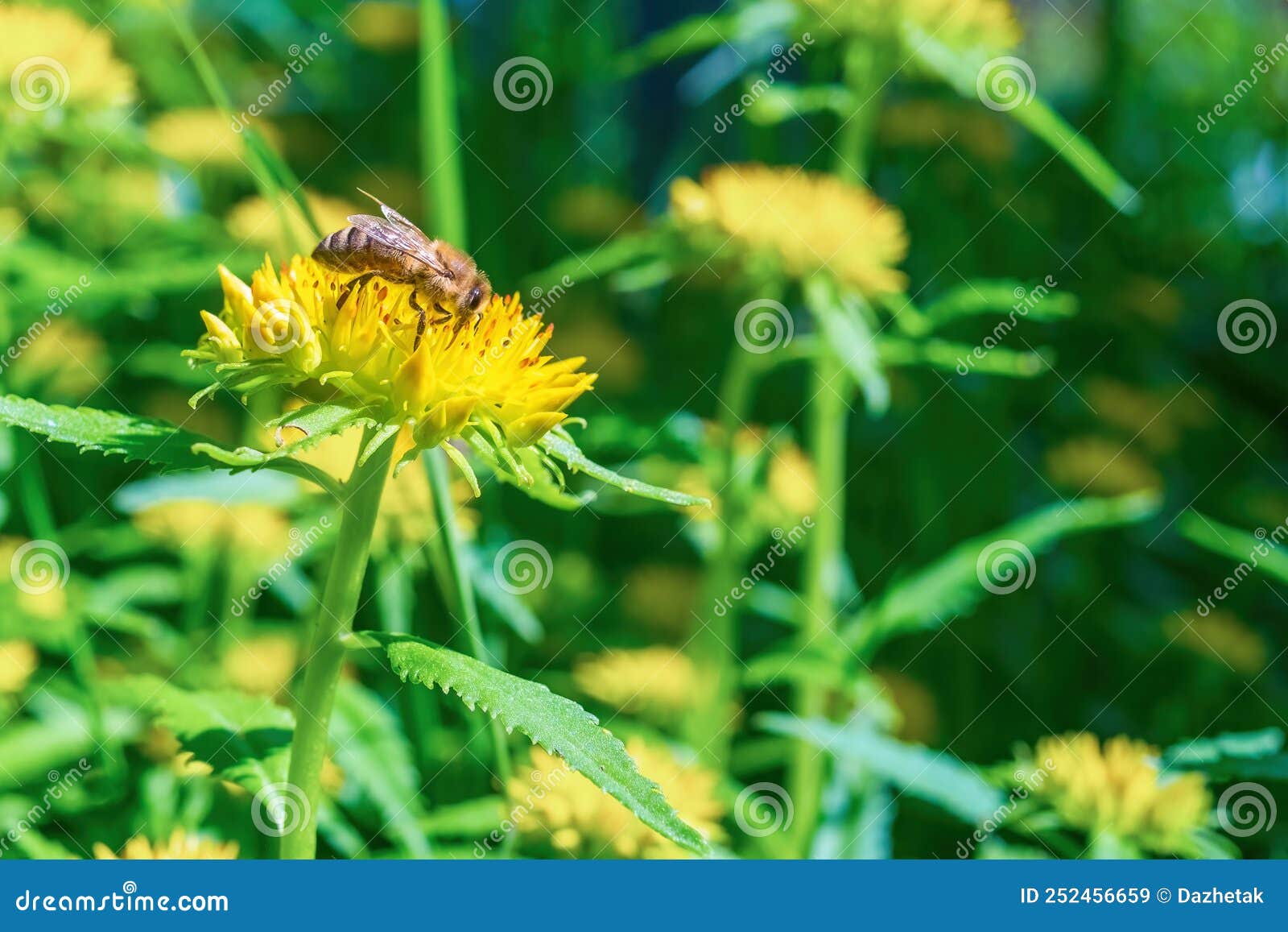 Bee on a Yellow Flower. Pollination Stock Image - Image of field, color ...