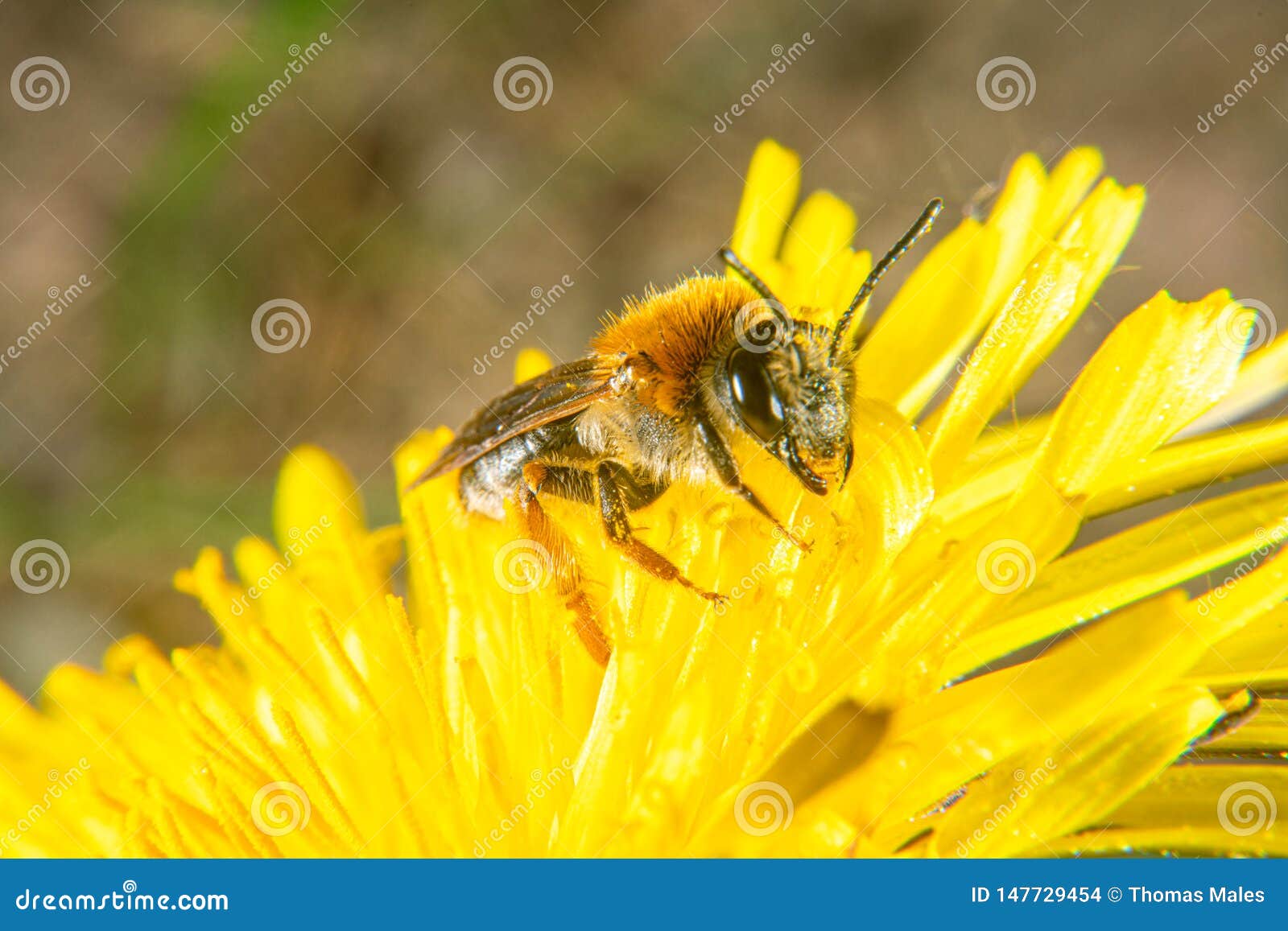 Bee on a yellow flower stock photo. Image of macro, small - 147729454