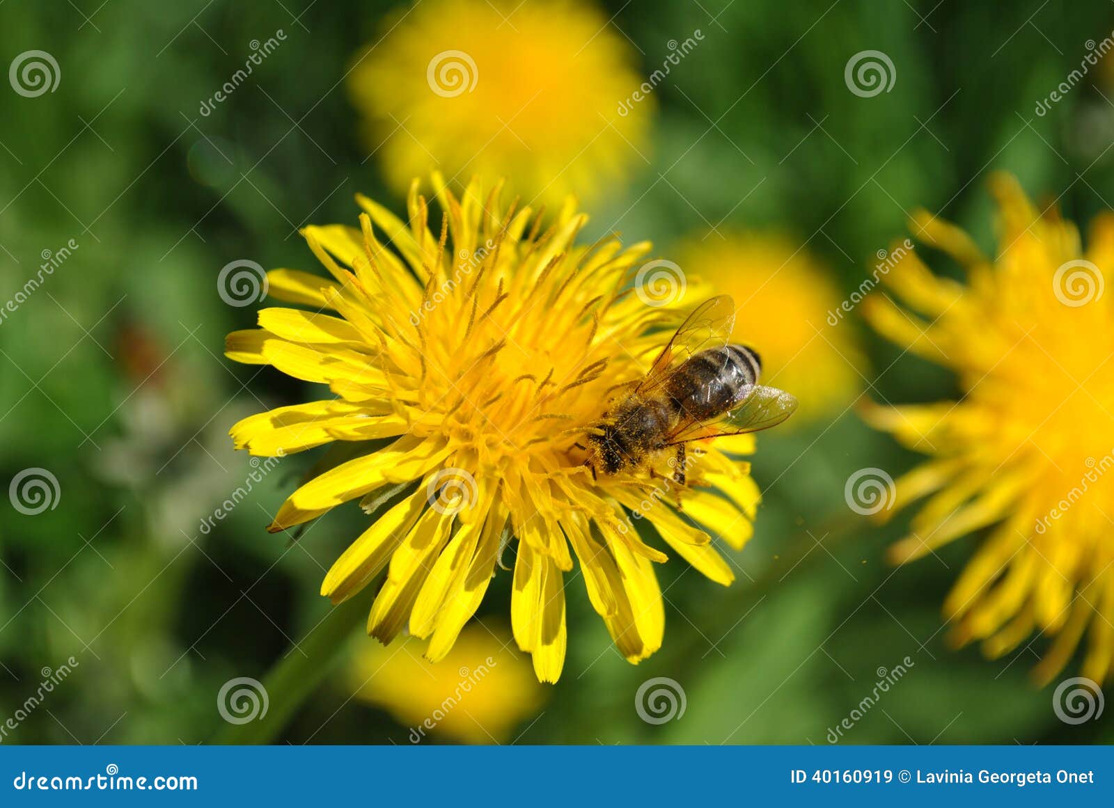 Bee on yellow flower stock image. Image of grass, plants - 40160919