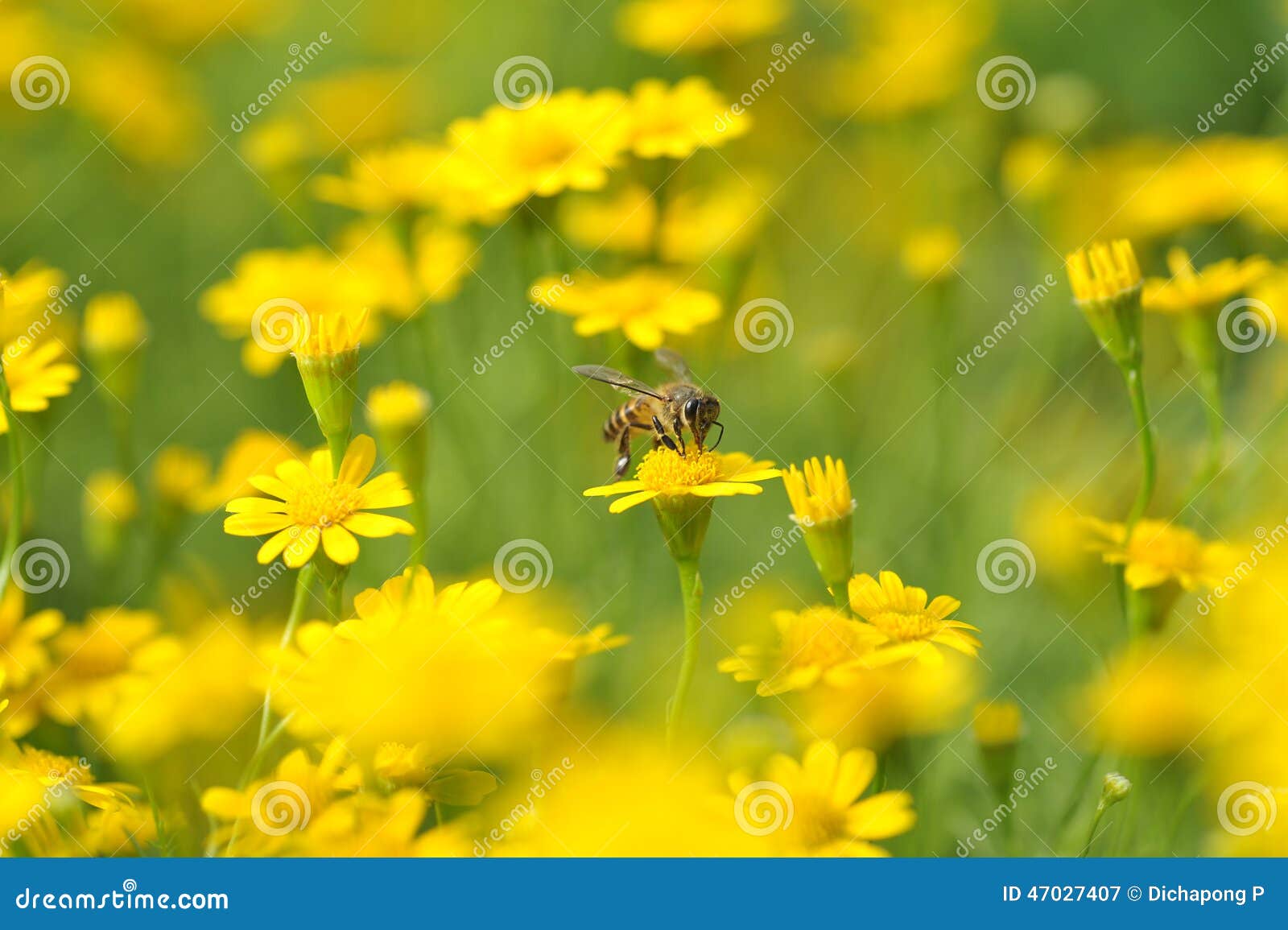 Bee and yellow flowers stock image. Image of garden, food - 47027407