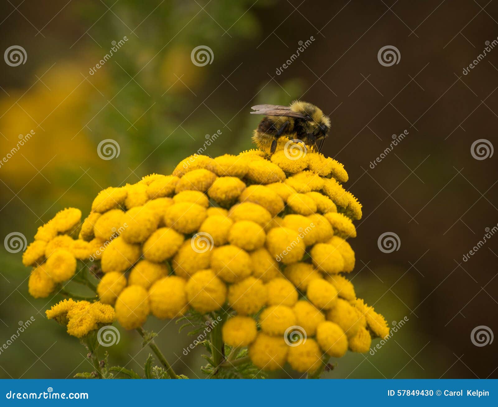 4,596 Pollinating Yellow Flowers Stock Photos - Free & Royalty-Free ...