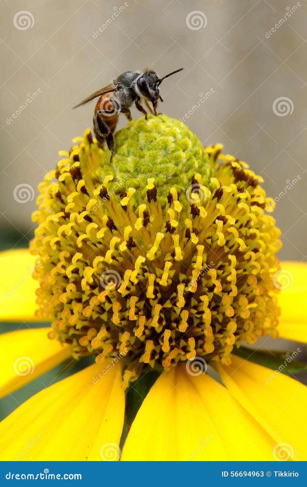 Bee on yellow pollen. stock image. Image of daisy, shrub - 56694963