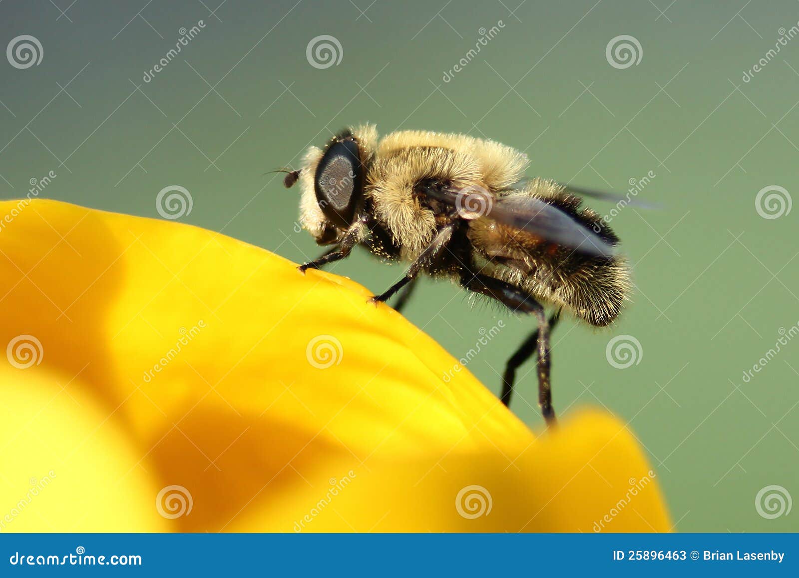 Bee on a Yellow Pond Lily stock image. Image of ontario - 25896463