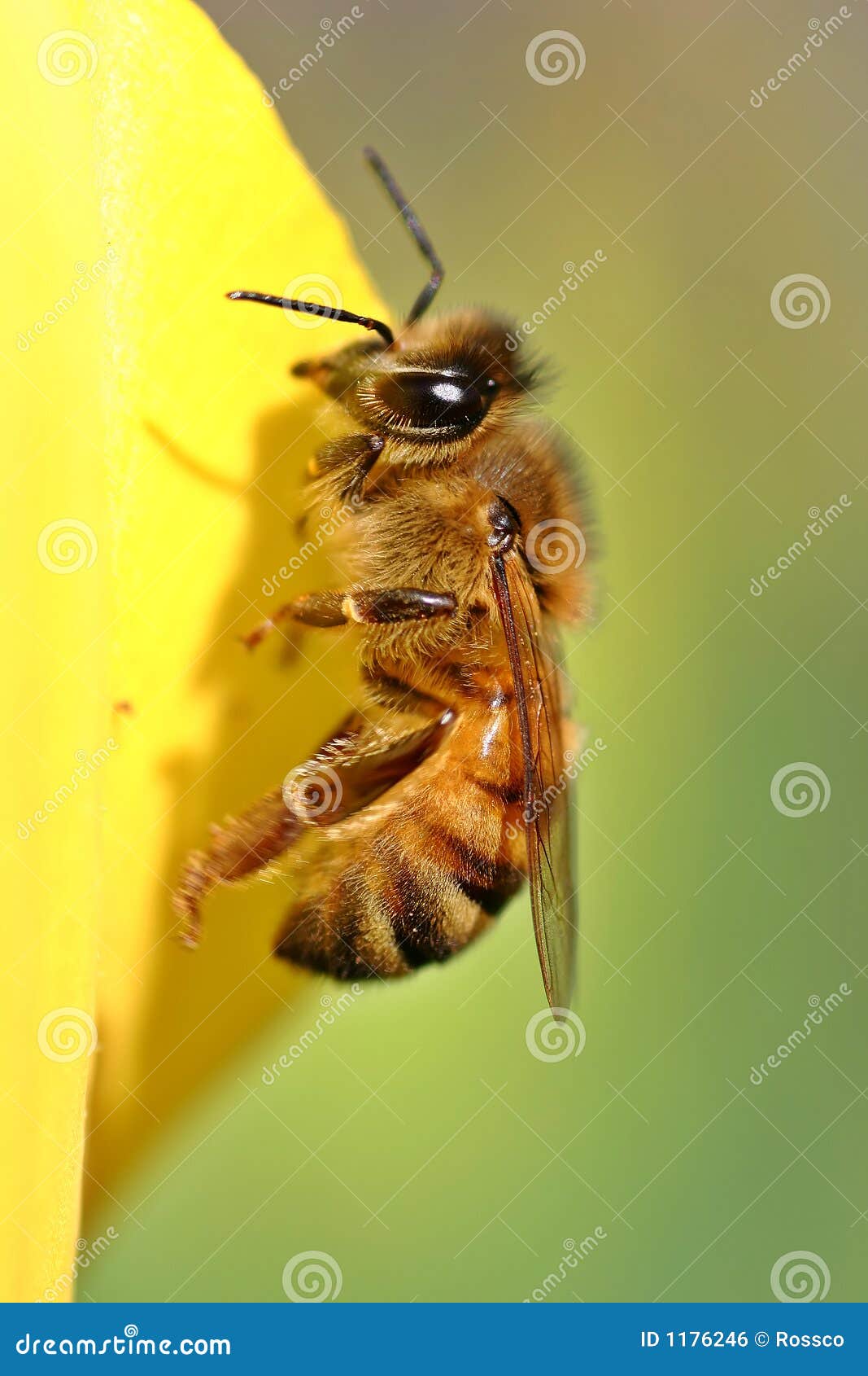 Bee Yellow Tulip stock photo. Image of insect, eating - 1176246