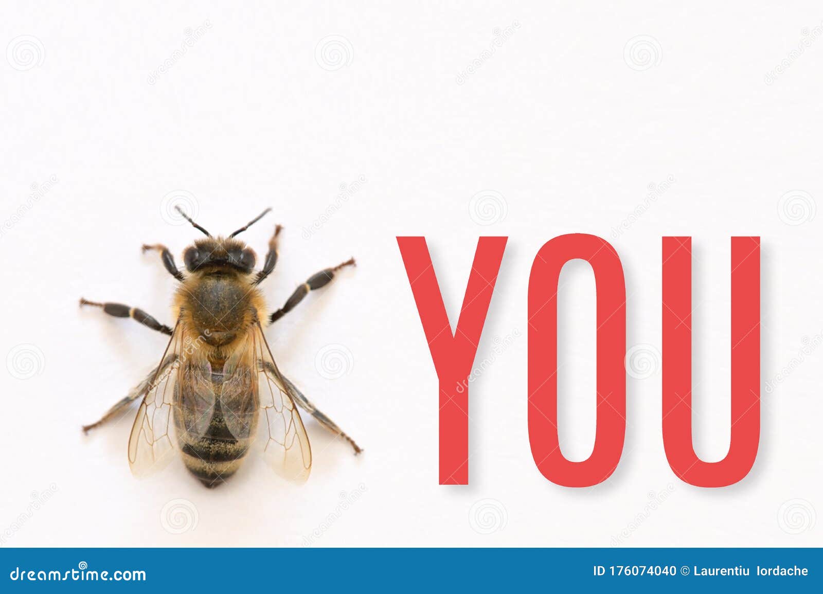 Bee You a figure of speech stock photo. Image of bloom - 176074040