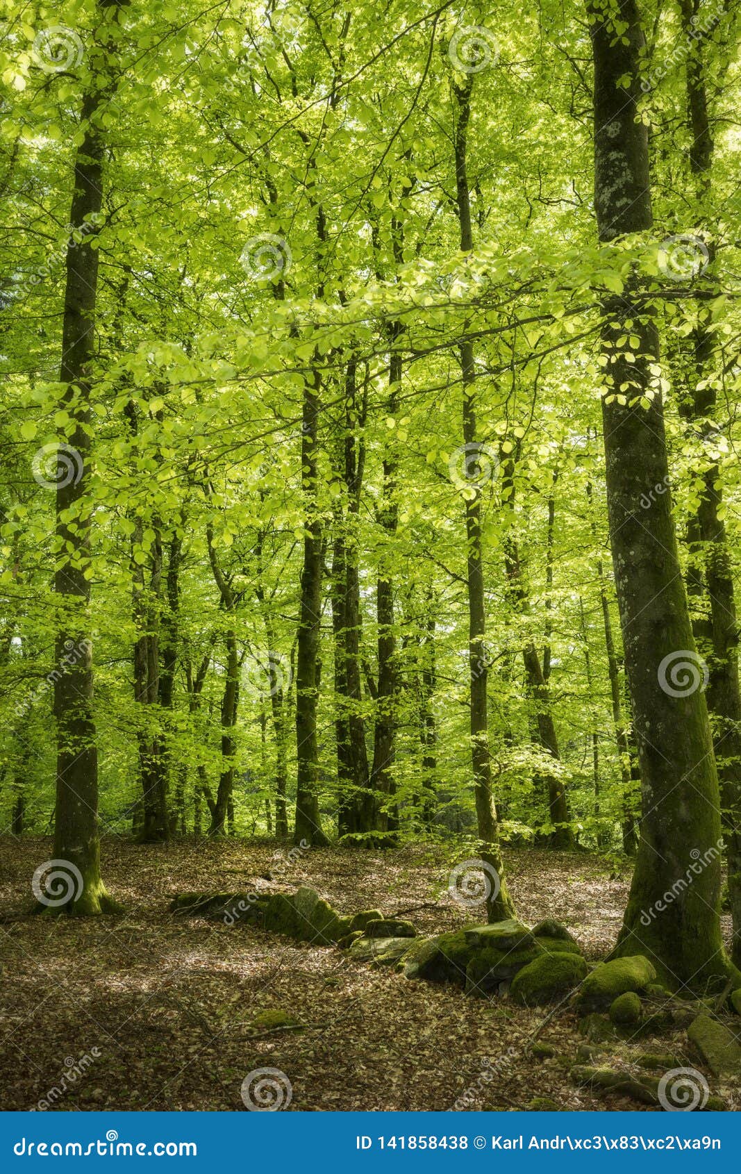 Beech Forest in the Spring. Stock Photo - Image of fagales, sylvatica ...