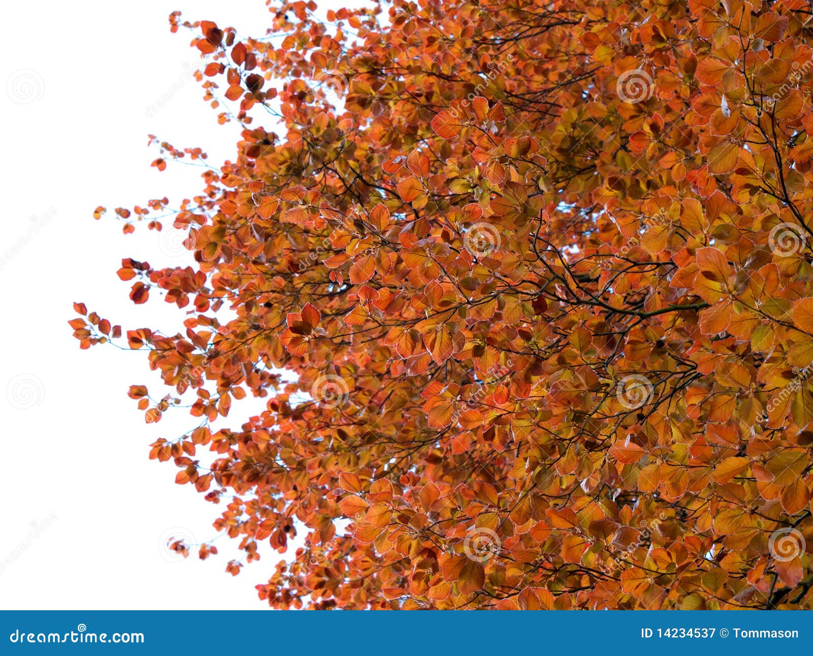 Beech stock image. Image of foliage, leaves, beech, tree - 14234537