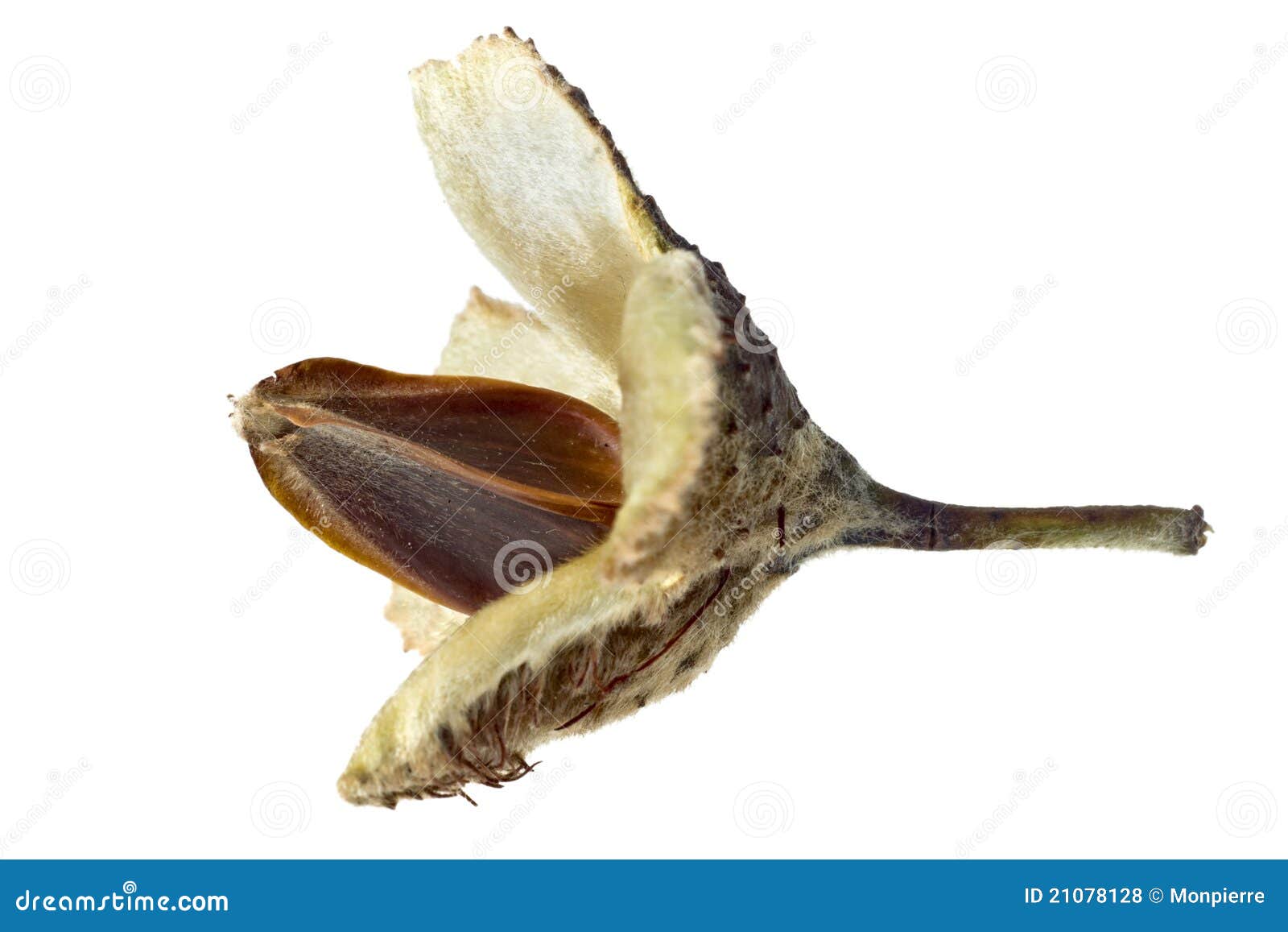 Beech stock photo. Image of shell, healthy, beech, food - 21078128