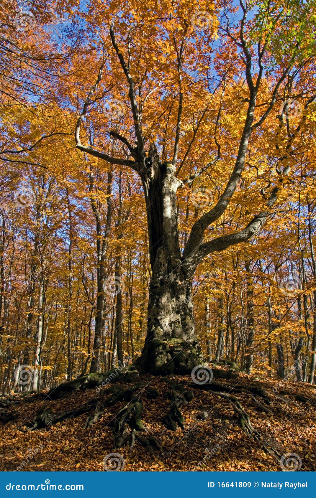 Beech in autumn stock image. Image of october, colorful - 16641809