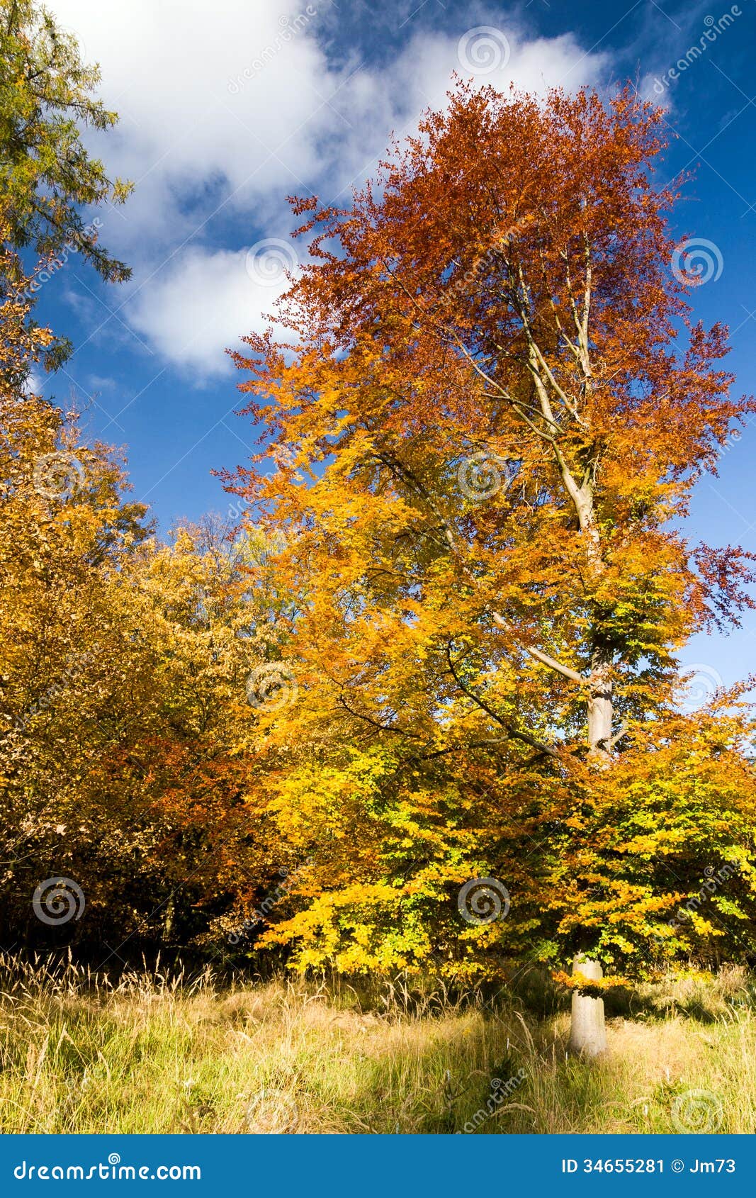 Beech in autumn colors stock image. Image of flora, fall - 34655281