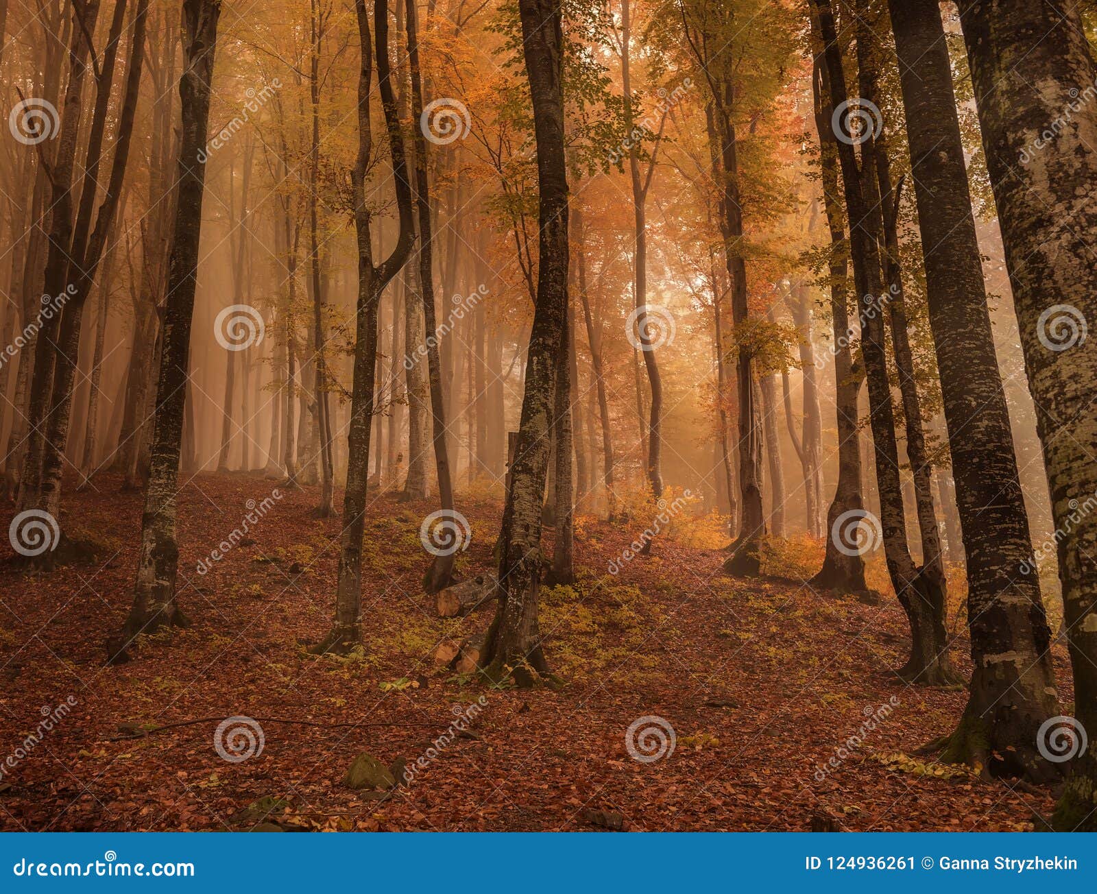Beech Autumn Forest in the Mountains. Stock Image - Image of mountains ...