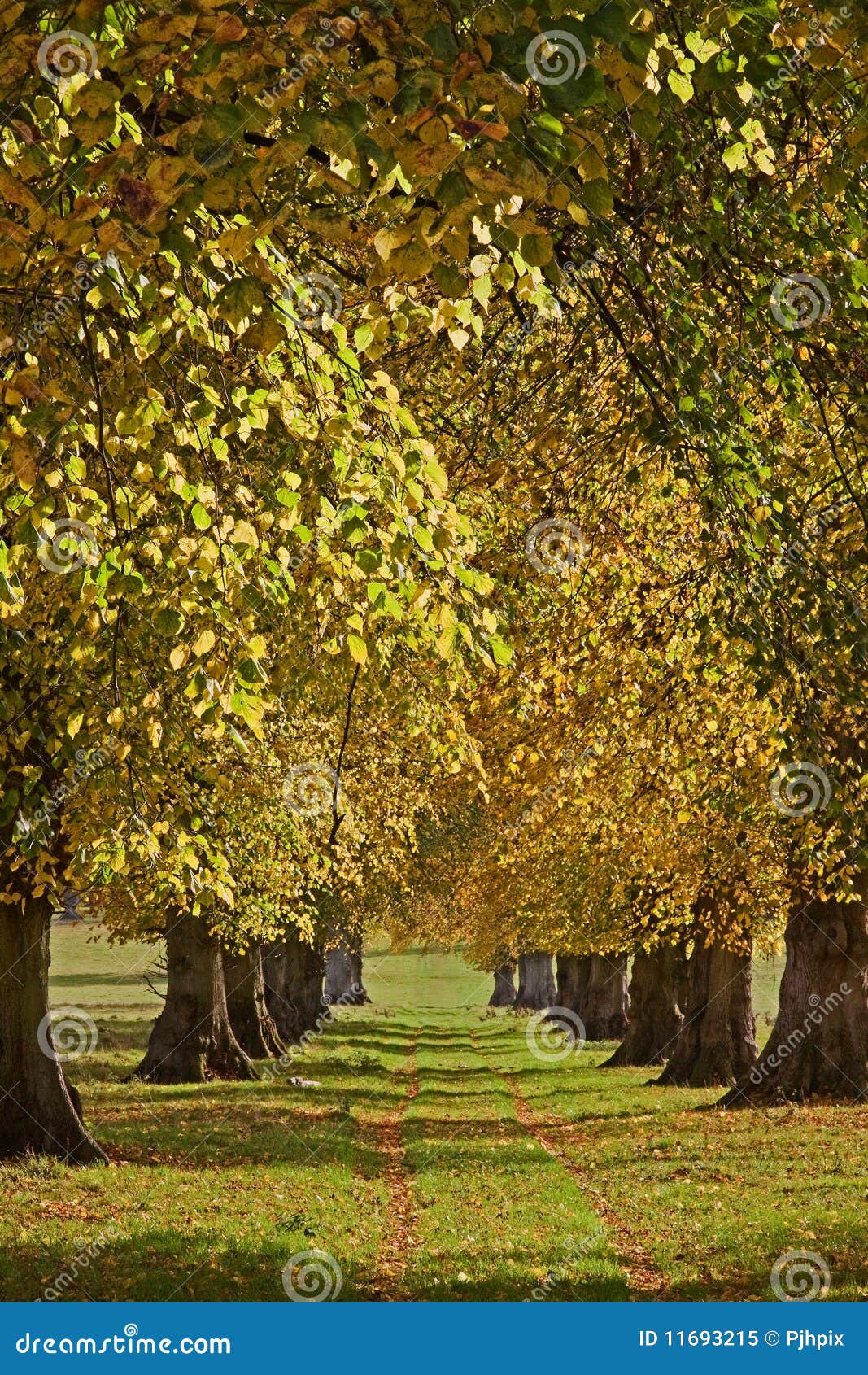 Beech Avenue stock image. Image of overarch, park, lined - 11693215