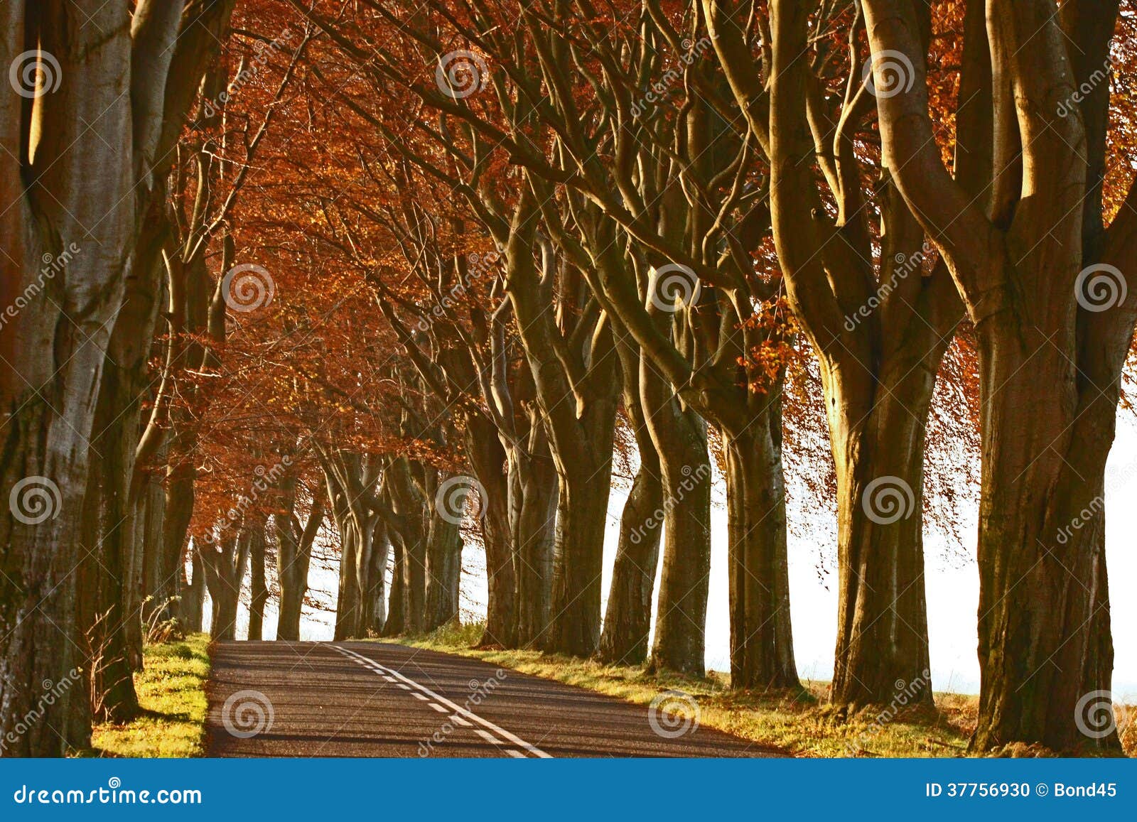 Monumental Tall Beech Trees Stock Photos - Free & Royalty-Free Stock ...