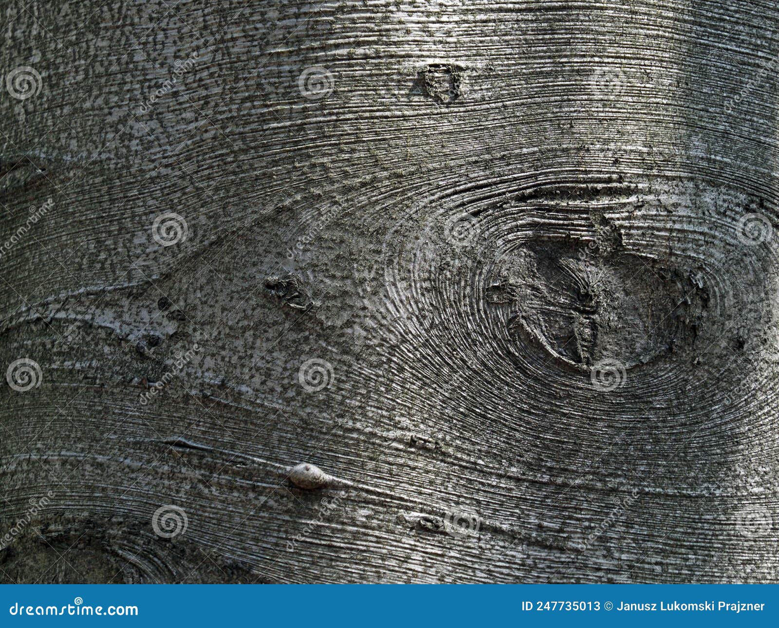 Beech Bark Texture, Background Stock Image - Image of closeup, texture ...