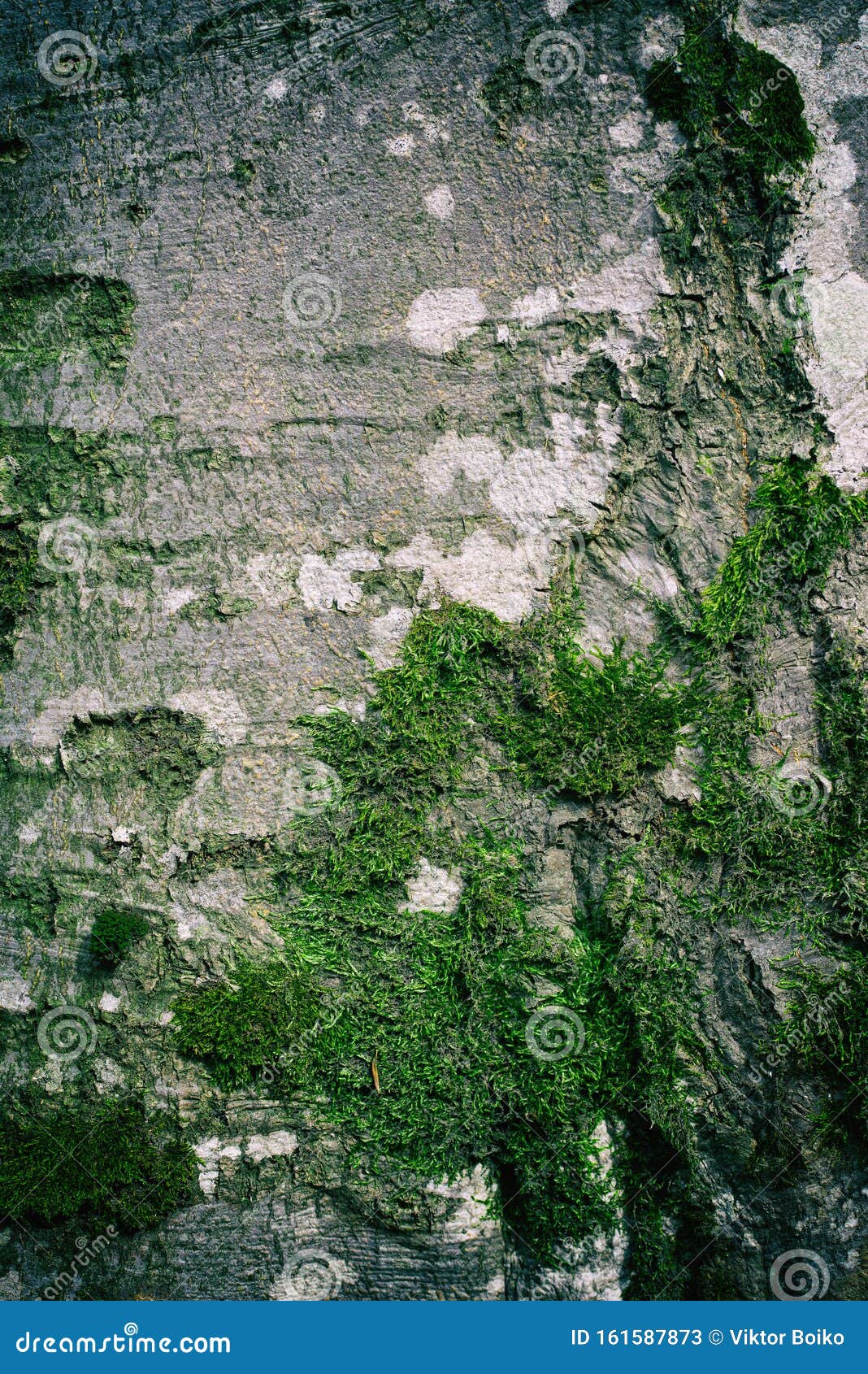 Beech Bark Texture with Green Moss at the Roots Stock Image - Image of ...