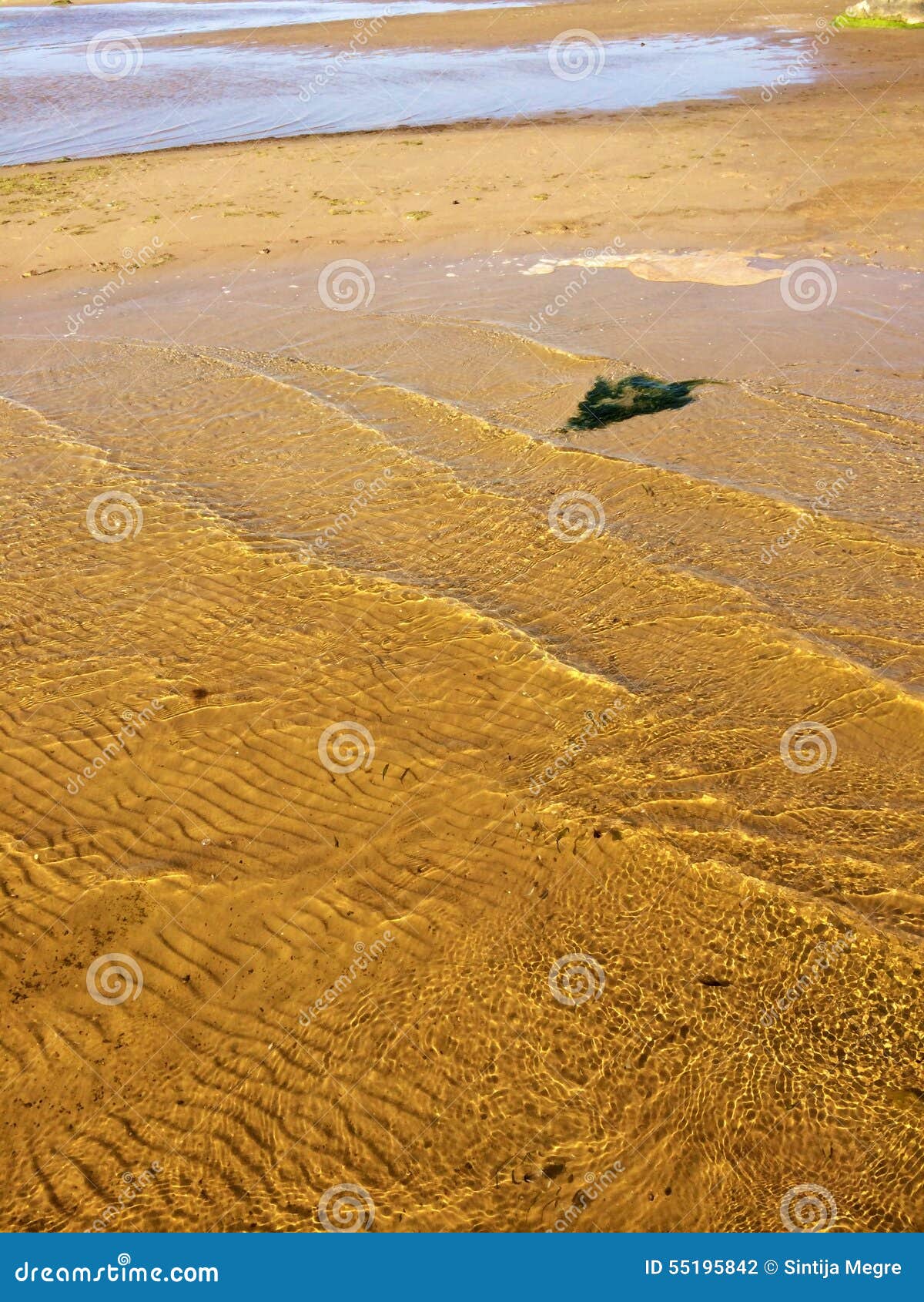 The beech stock photo. Image of latvia, plain, beech - 55195842