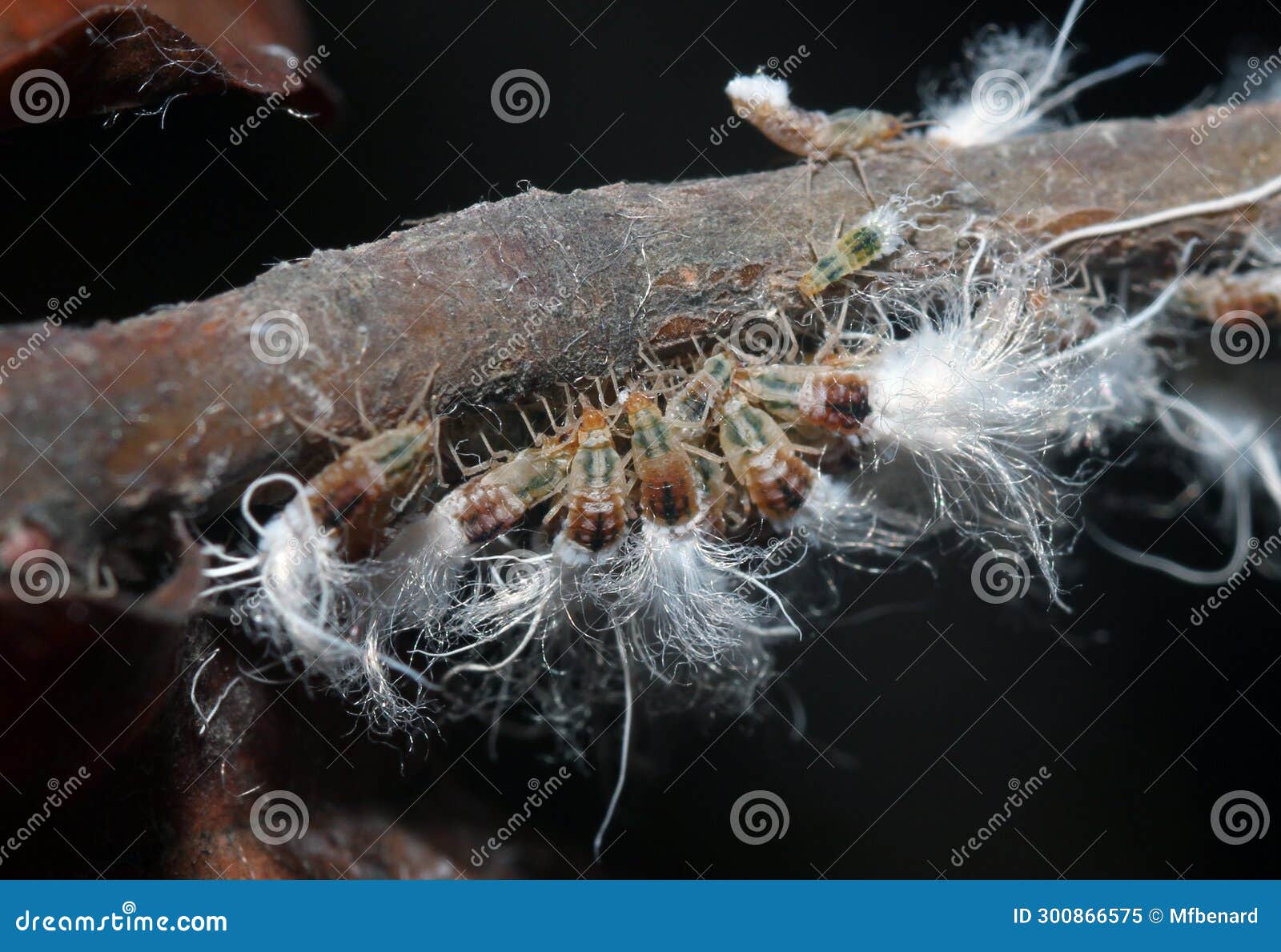 Beech Blight Aphids (Grylloprociphilus Imbricator) Stock Image - Image ...