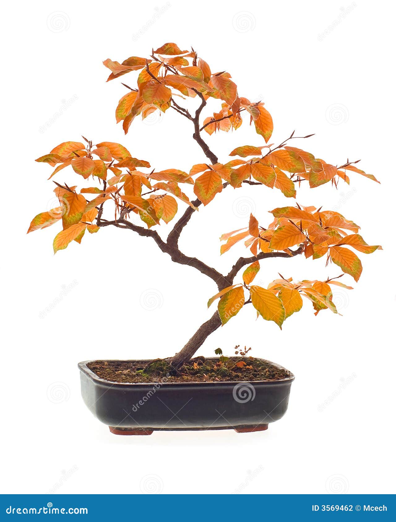Beech Bonsai Tree, Fagus Sylvatica Royalty-Free Stock Photo ...
