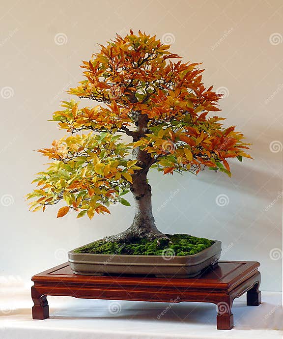Beech bonsai in fall color stock image. Image of beech - 1585895