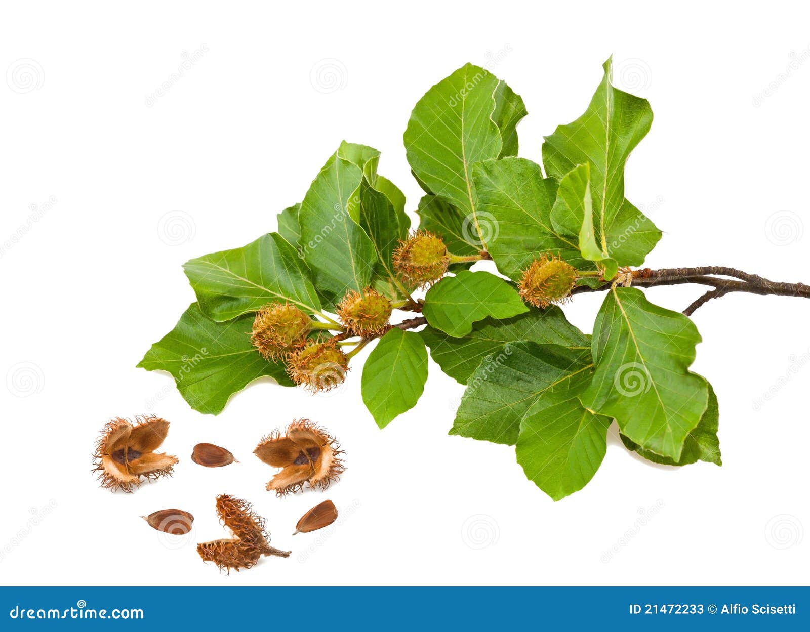 Beech branch stock image. Image of garden, bach, beechnut - 21472233