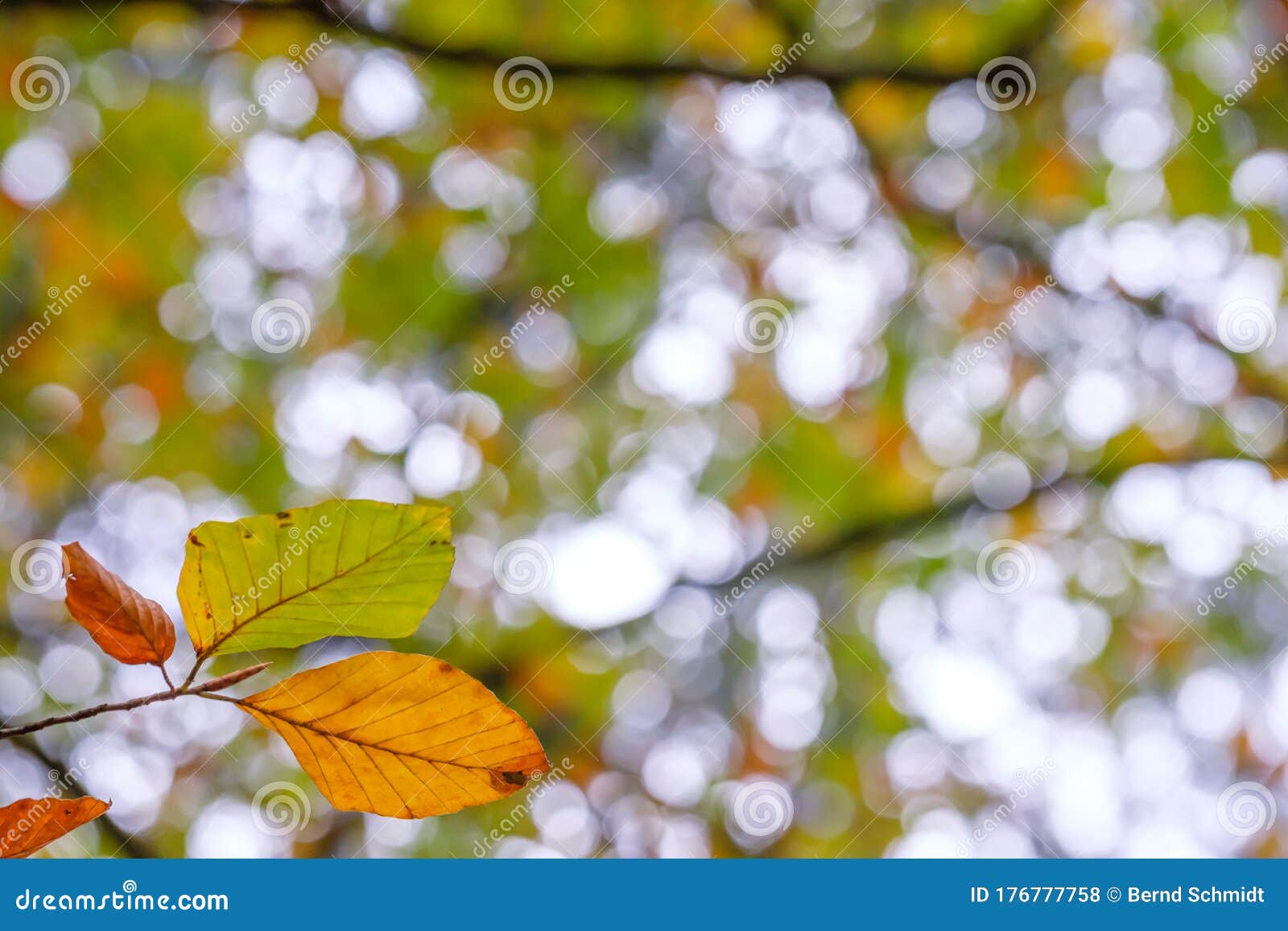Beech branch in autumn stock photo. Image of scenery - 176777758