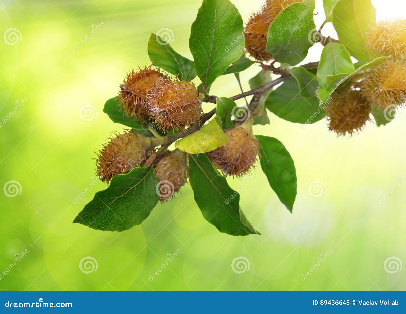 Beech Branch with Beechnuts Stock Photo - Image of fagus, closeup: 89436648
