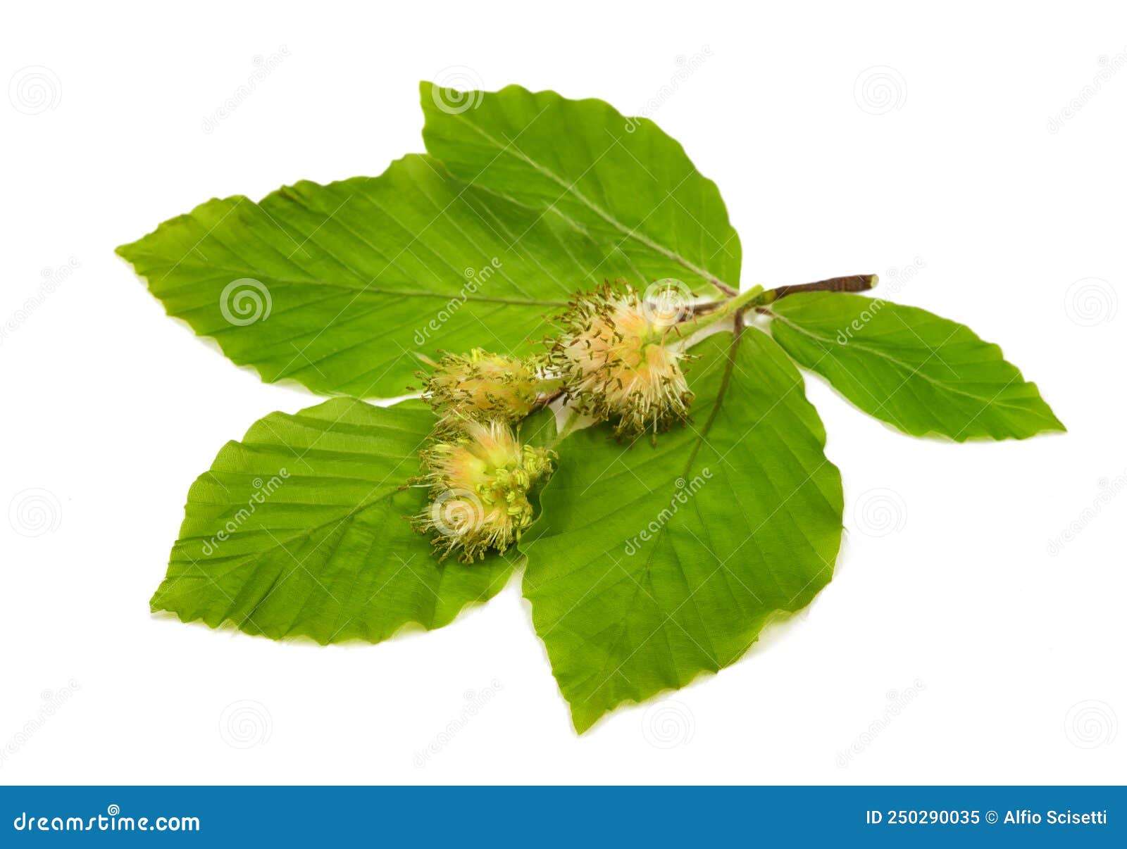 Beech branch with flowers stock image. Image of bach - 250290035