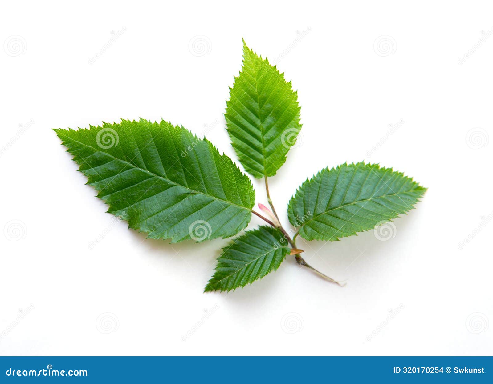 Beech Branch with Fresh Green Leaves Isolated on White Background ...