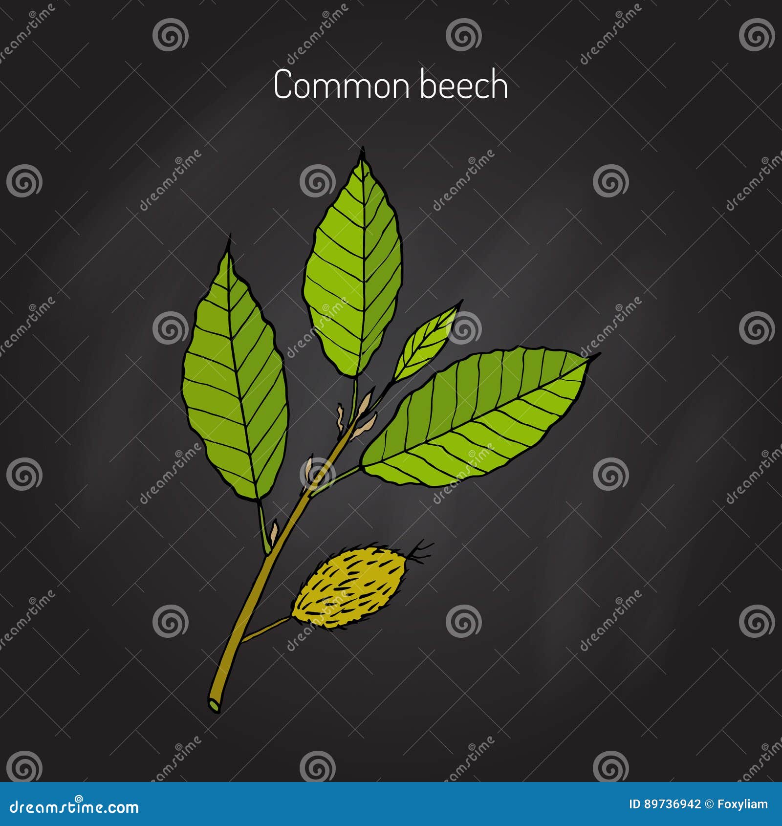 Beech branch with leaves stock vector. Illustration of garden - 89736942