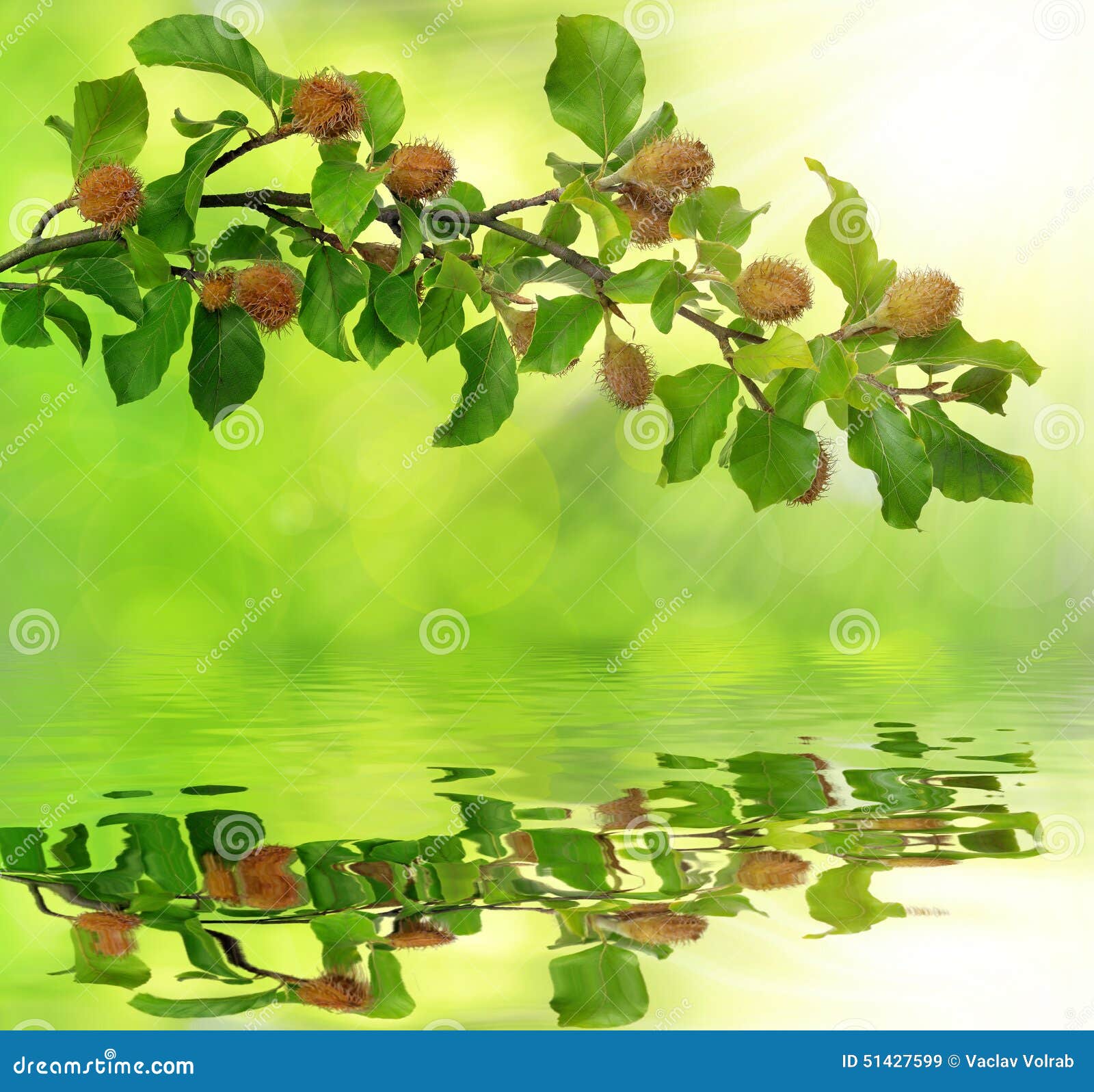 Beech branch stock image. Image of flora, detail, growth - 51427599