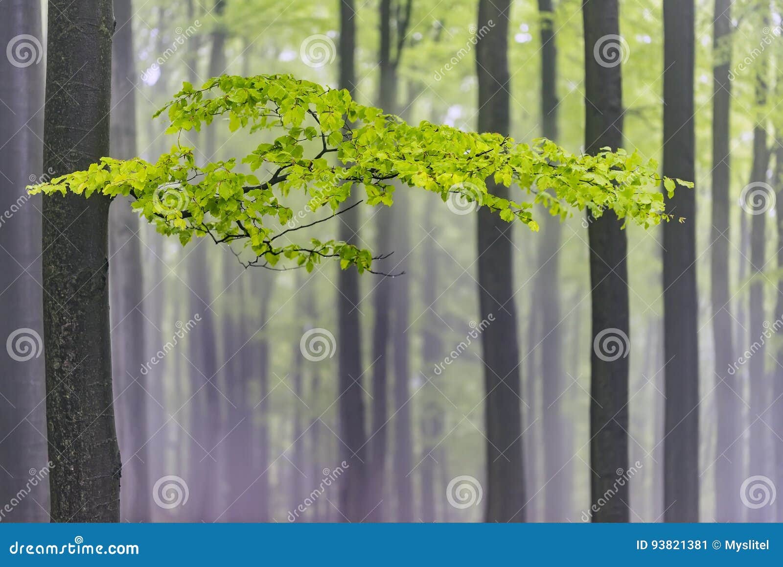 Beech branch with leaves stock image. Image of colour - 93821381