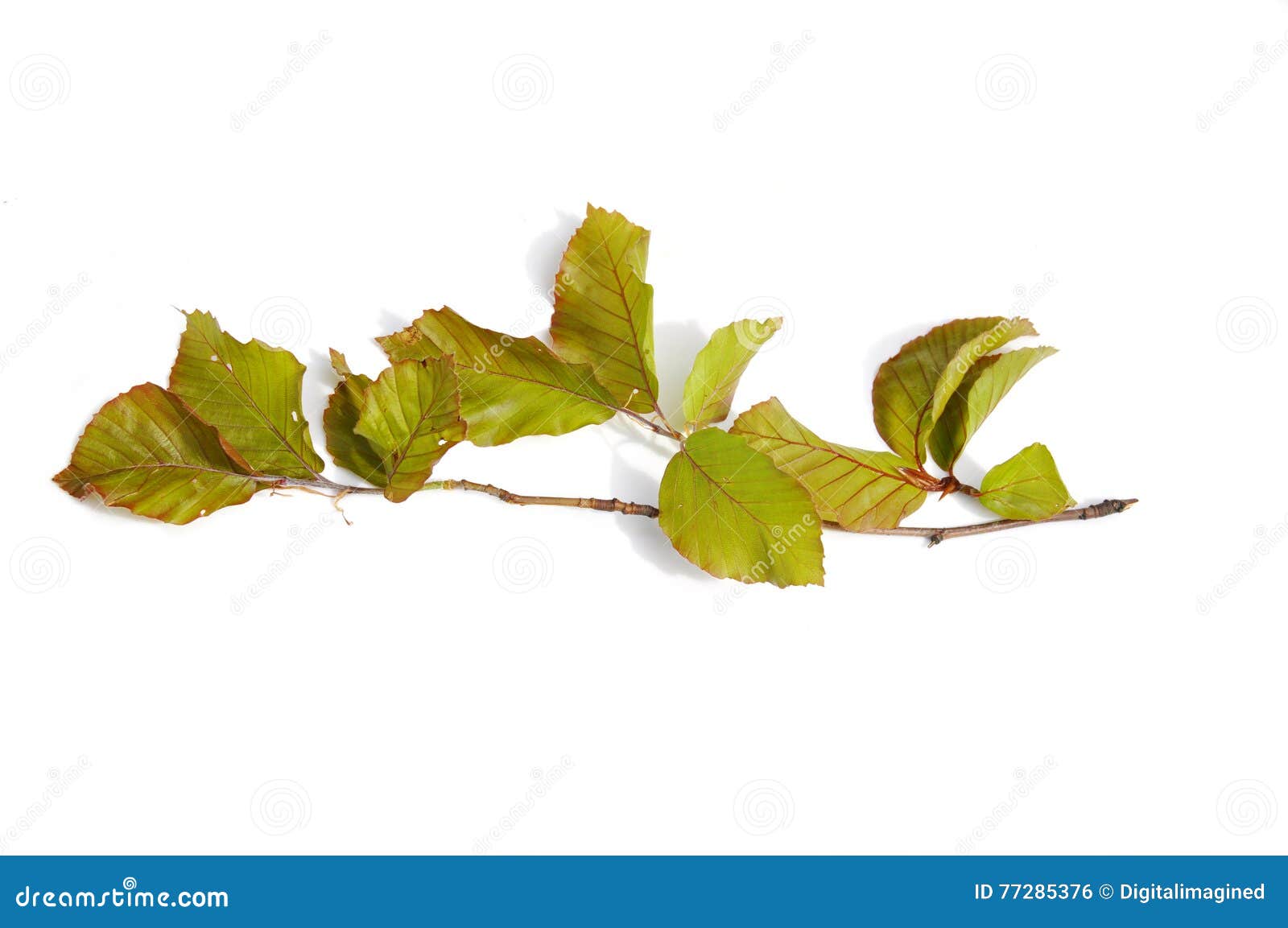 Beech stock photo. Image of twig, leaves, background - 77285376