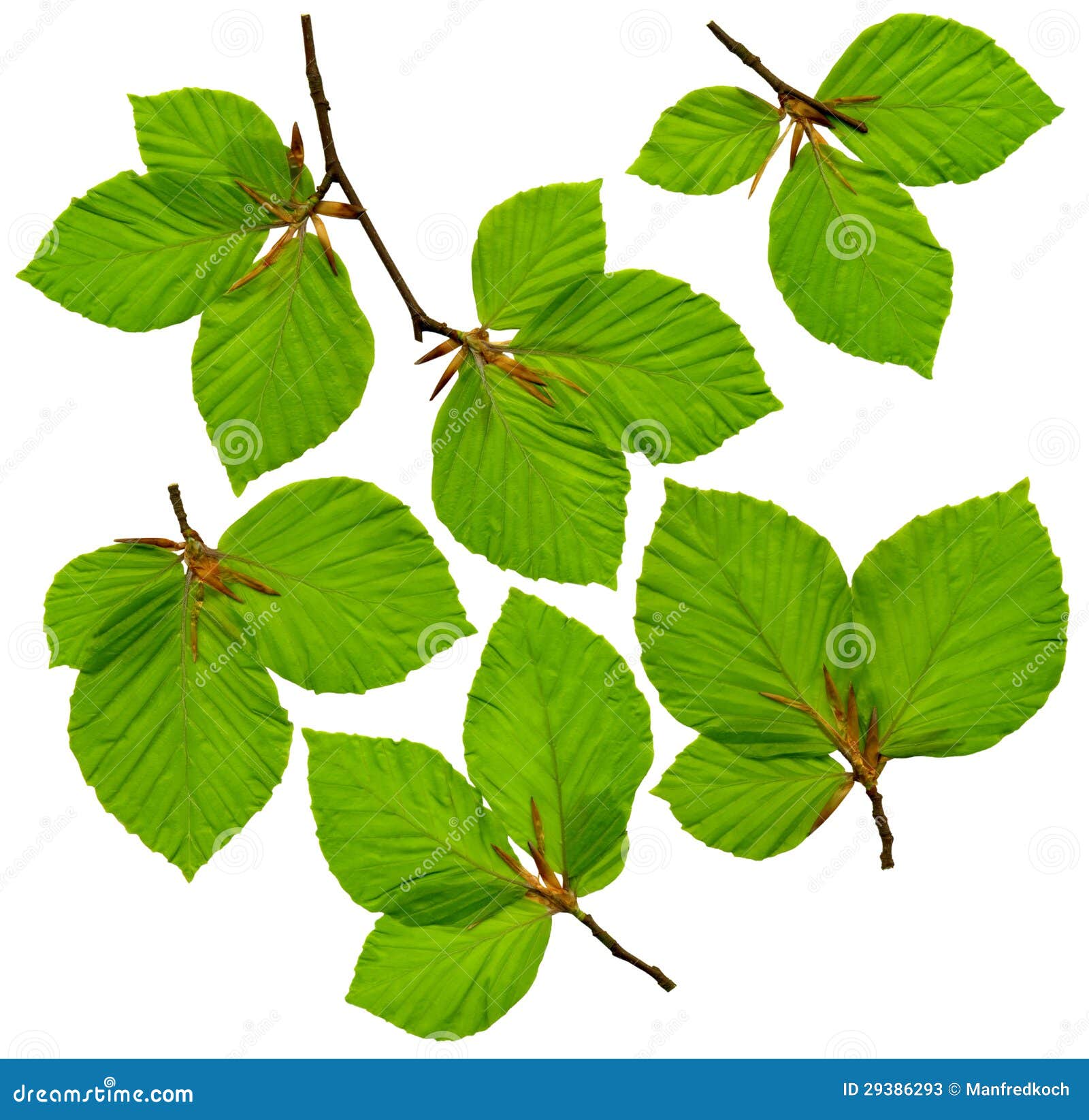 Beech Branches stock image. Image of trees, fagus, tree - 29386293